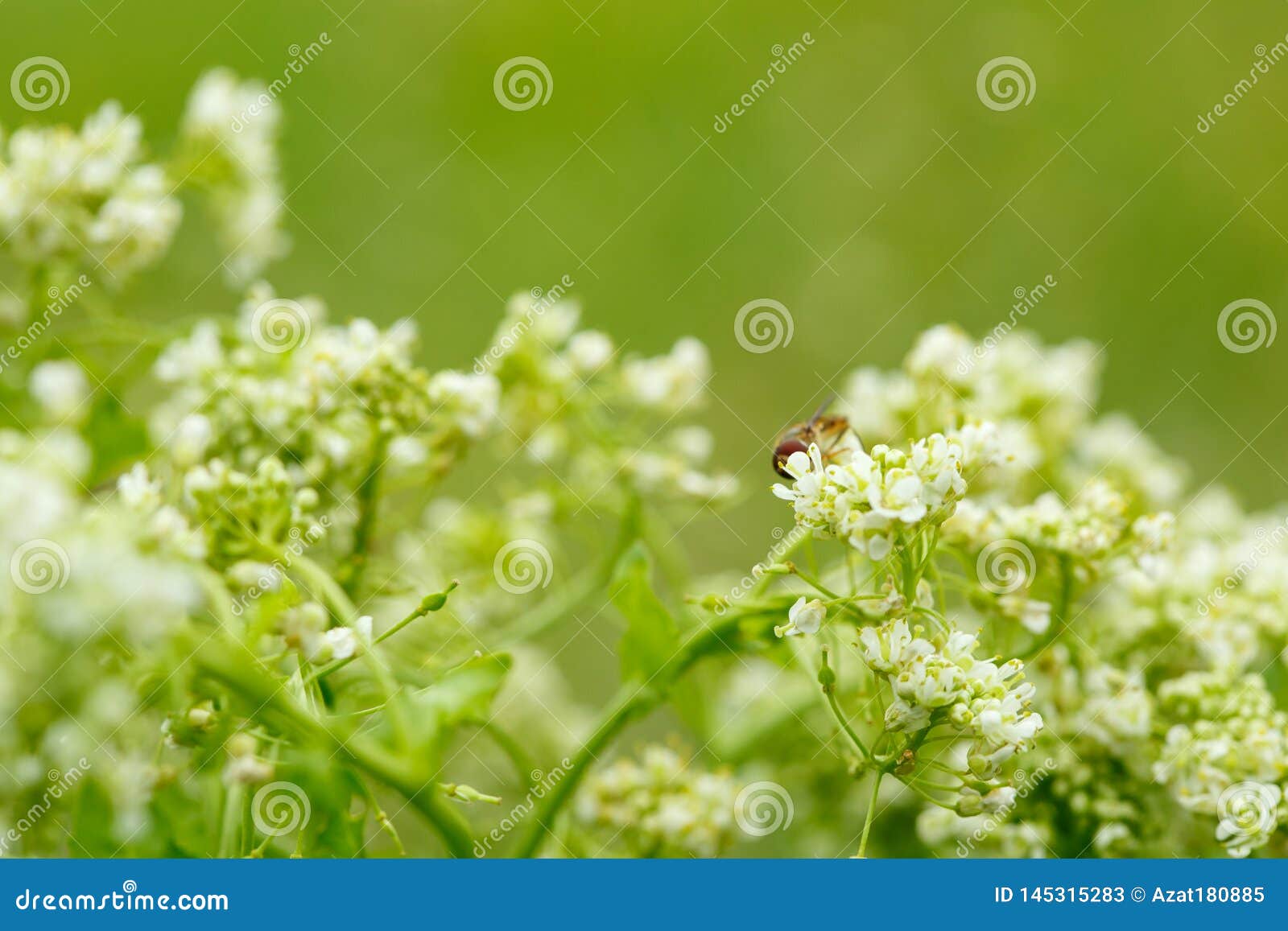 White flower with insect stock image. Image of green - 145315283