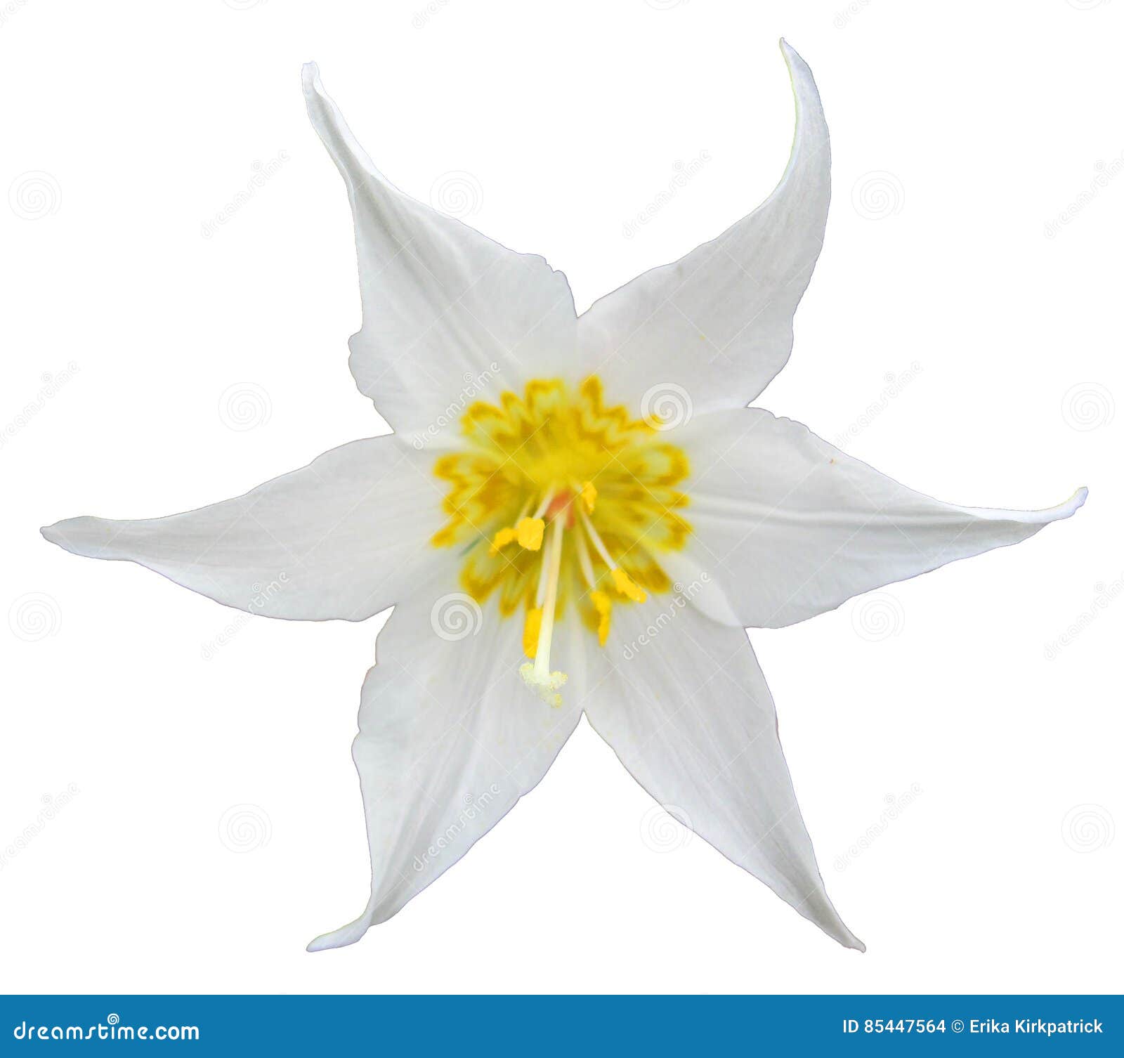 White Flower Isolated stock photo. Image of single, real - 85447564