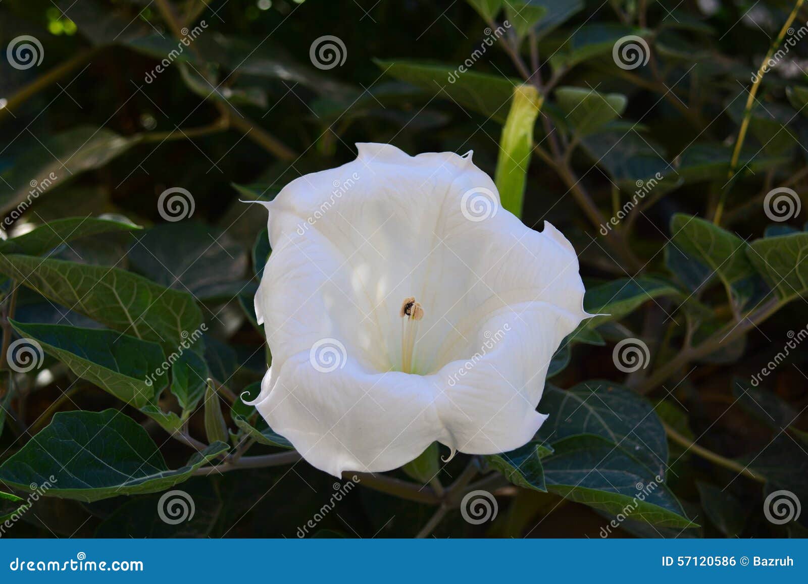 Jimson weed stock photo. Image of flower, morning, sacred - 57120586