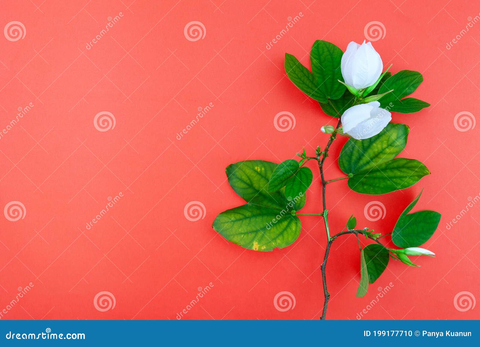 White Flower and Leafs on Red Paper Background Stock Photo - Image of ...
