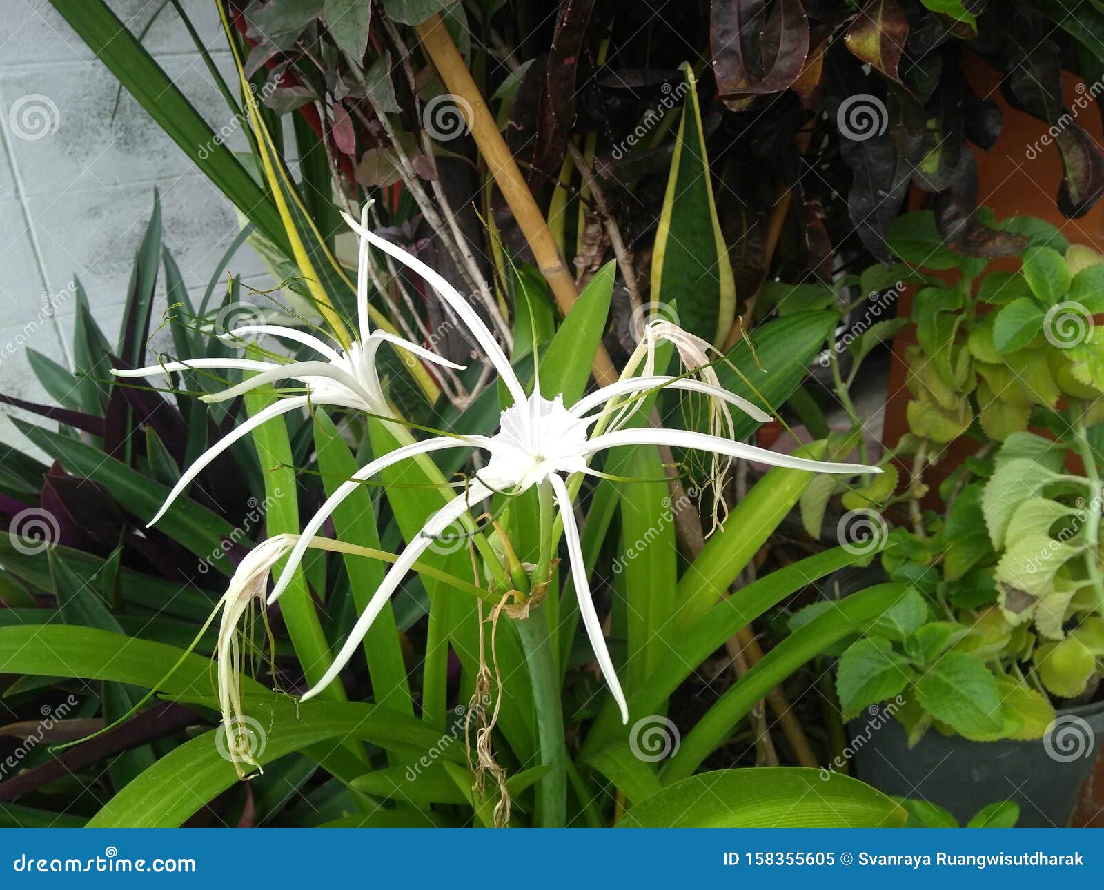 The White Flower Look Like Spider Web. Stock Image - Image of look ...