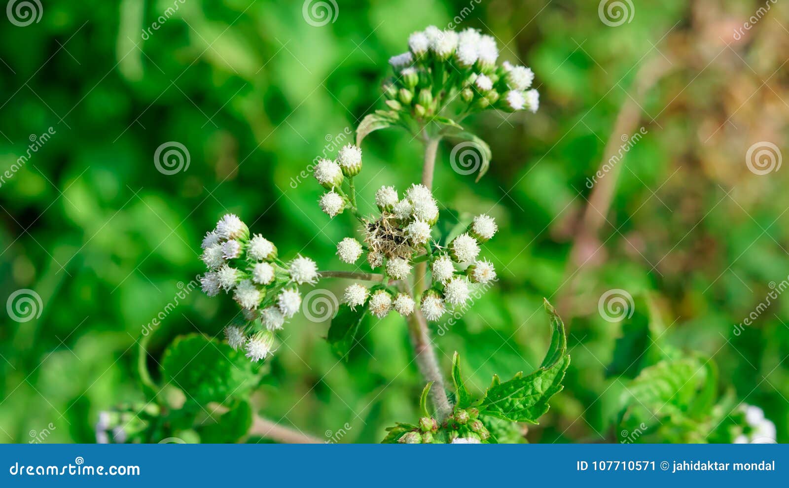 Bluar Background Stock Photos - Free & Royalty-Free Stock Photos from ...