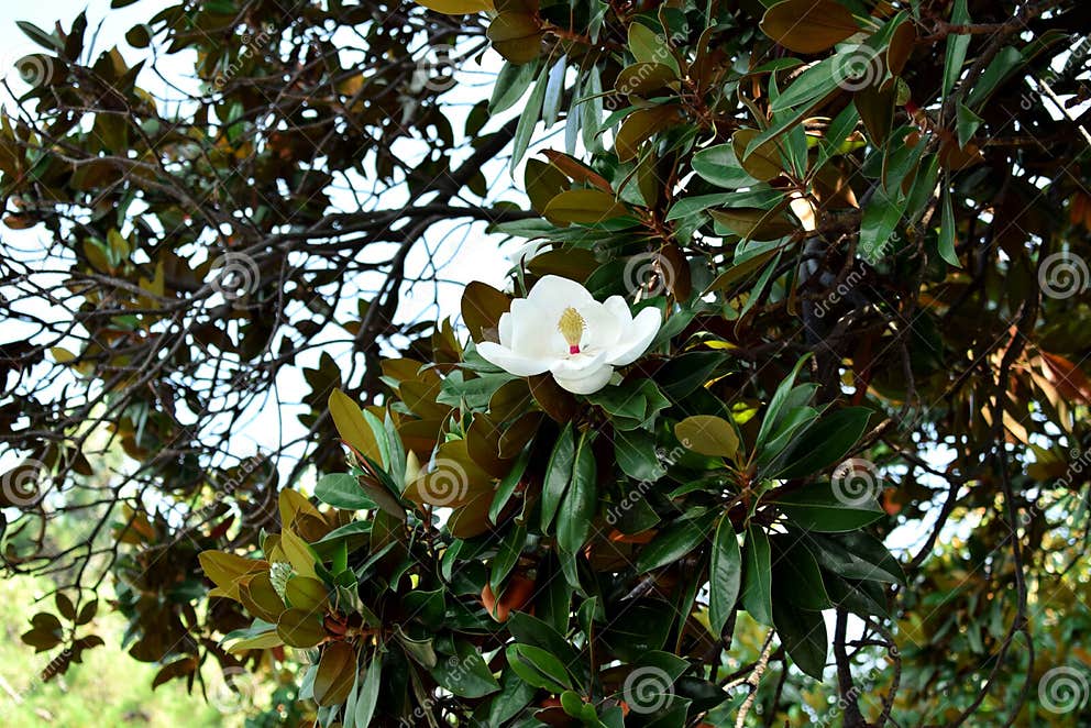 A white flower of magnolia stock image. Image of spring - 121879191