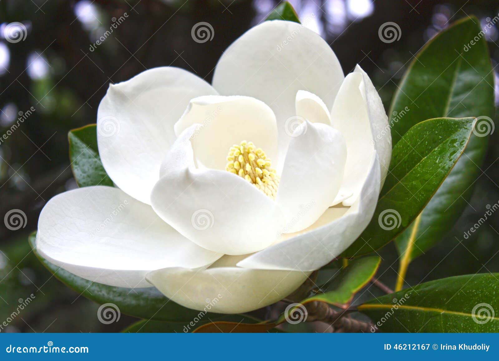 White flower of a magnolia stock image. Image of garden - 46212167