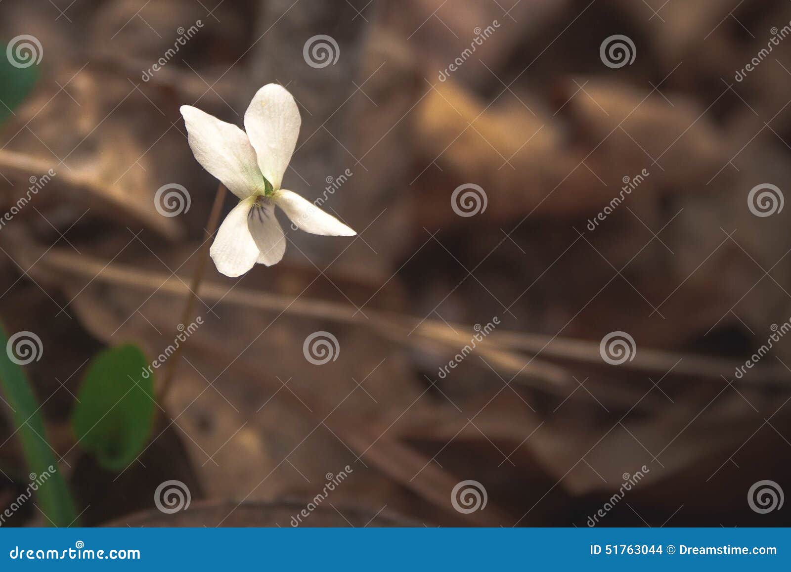 White flower in Matte stock photo. Image of matte, white - 51763044