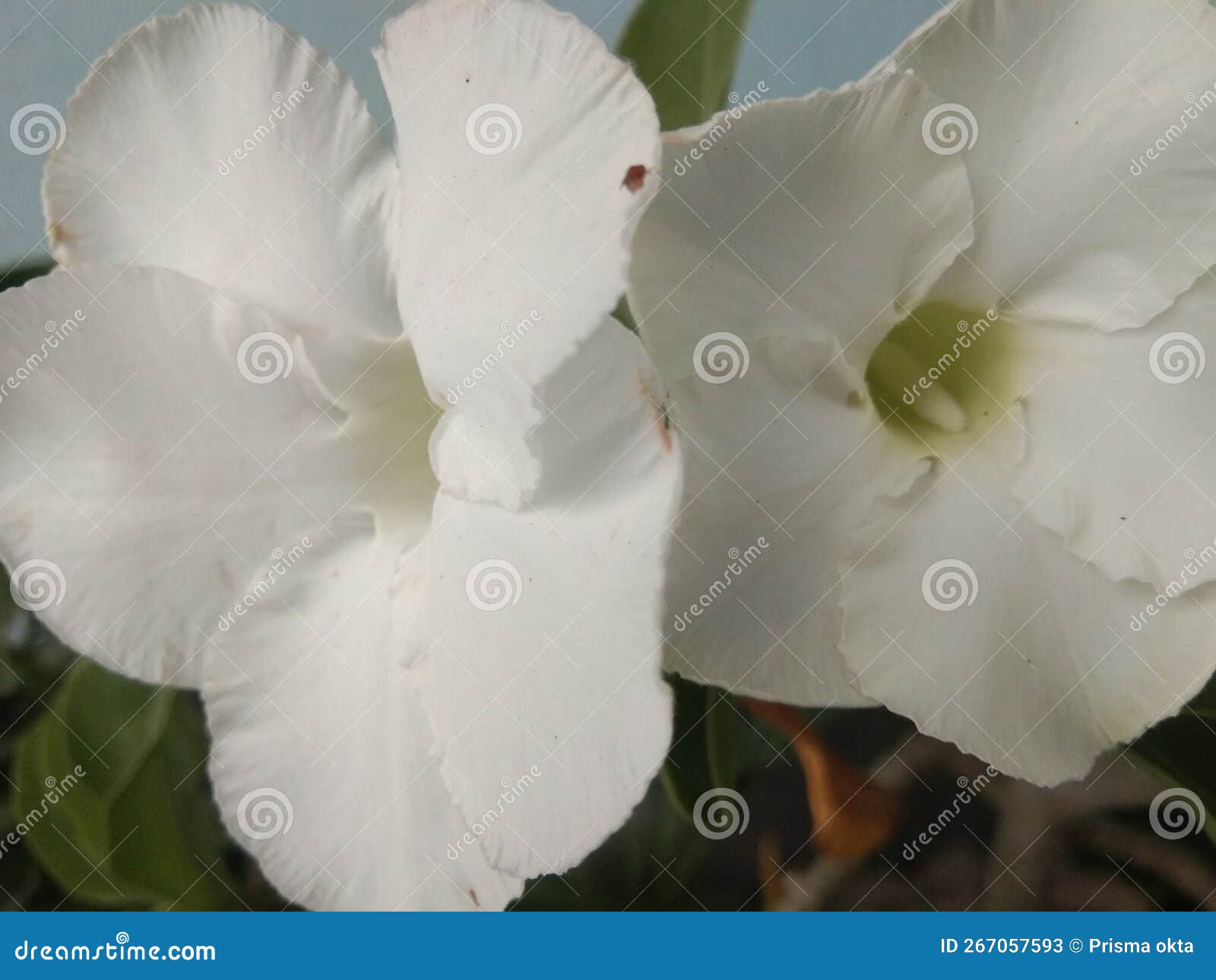 White Flower Morning Sunday Stock Image - Image of sunday, flower ...