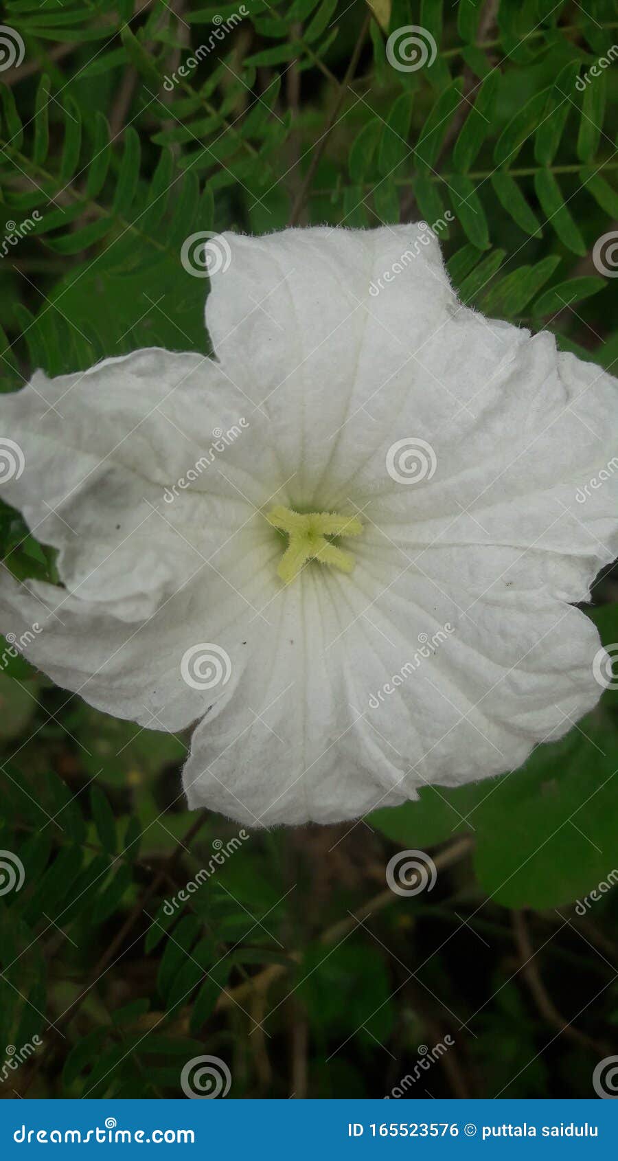 White flower stock photo. Image of simple, flower, nature - 165523576