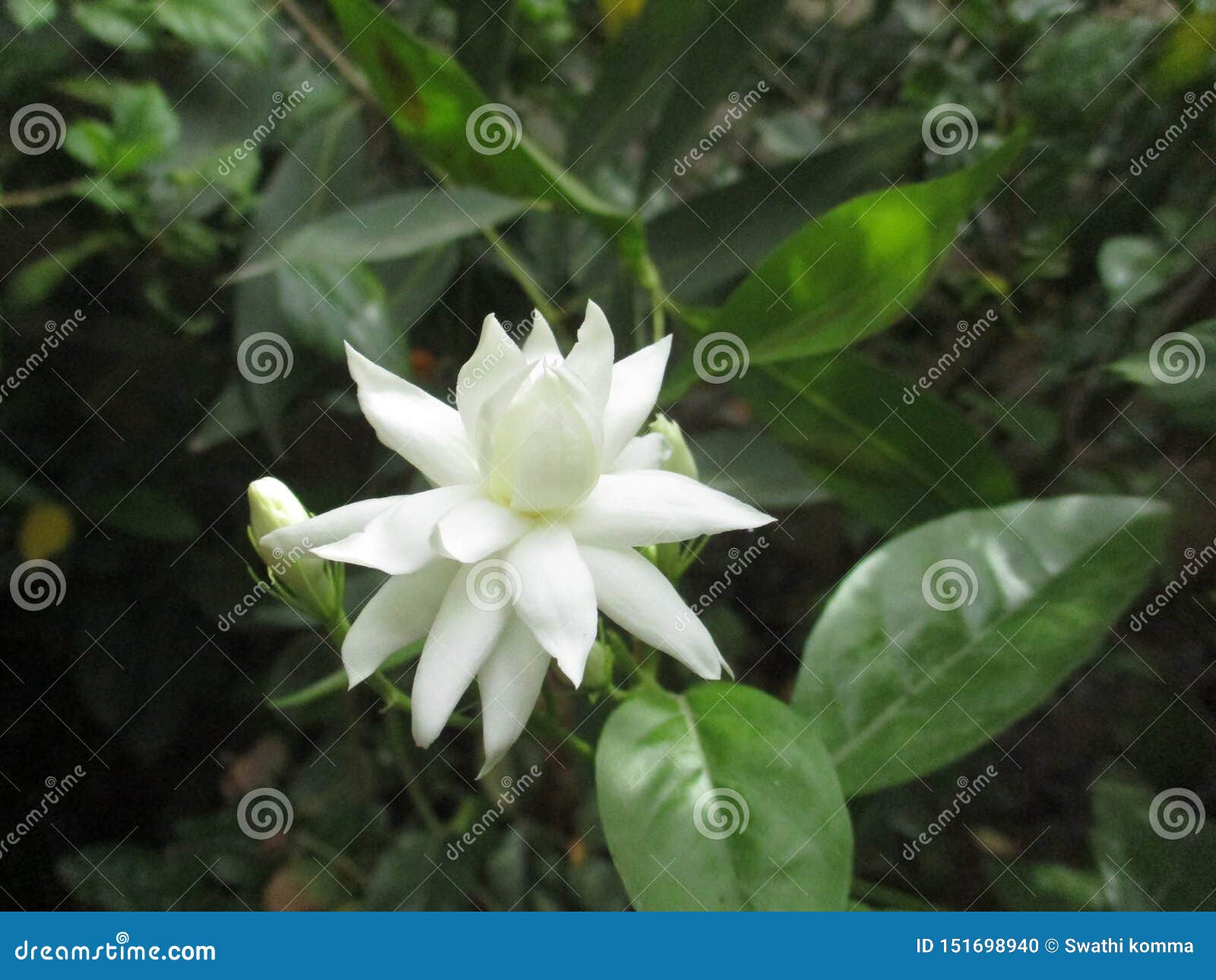 White Flower Nice Bloom with Day Light Shoot Stock Photo - Image of ...