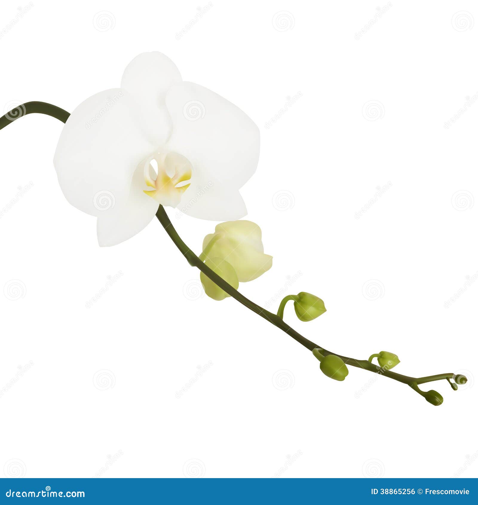White flower of Orchid. stock illustration. Illustration of holiday ...
