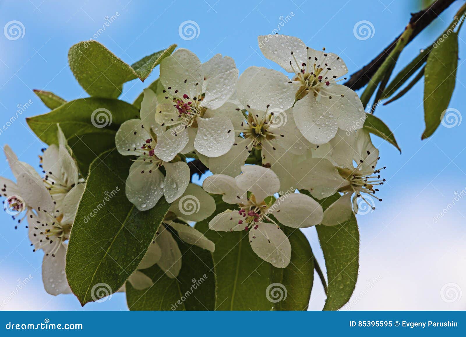 White flower Pear stock image. Image of pear, flower - 85395595