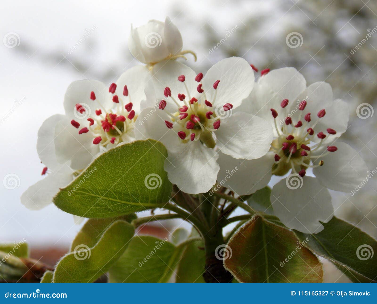 Flower pear in the spring stock image. Image of petal - 115165327