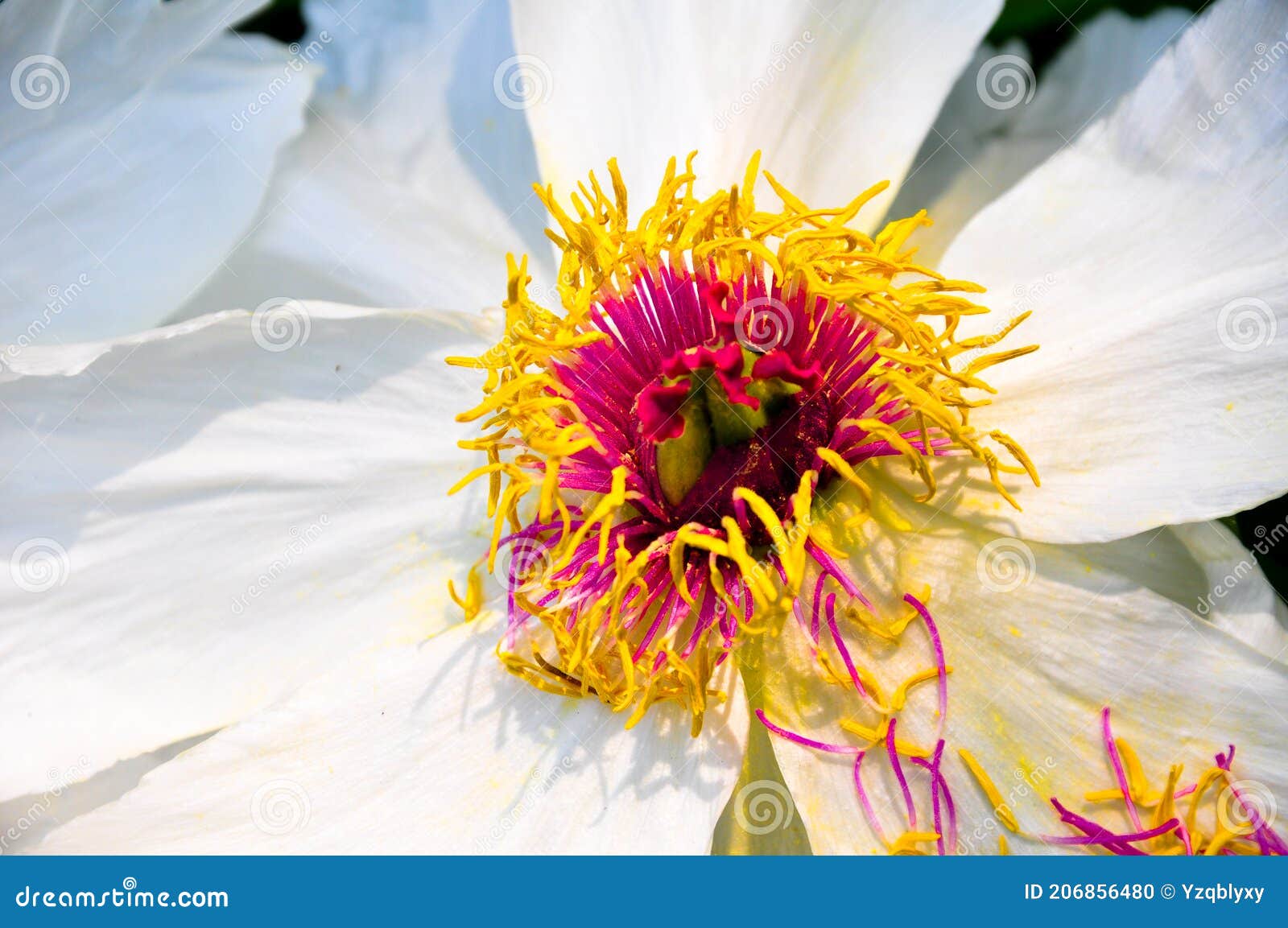 White Flower Petal with Red Core Stamen Stock Photo - Image of petalage ...