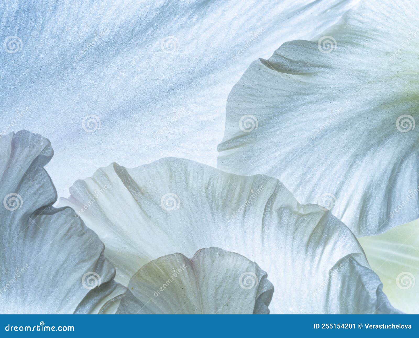 White Flower Petal Texture Close Up Stock Image - Image of plant ...