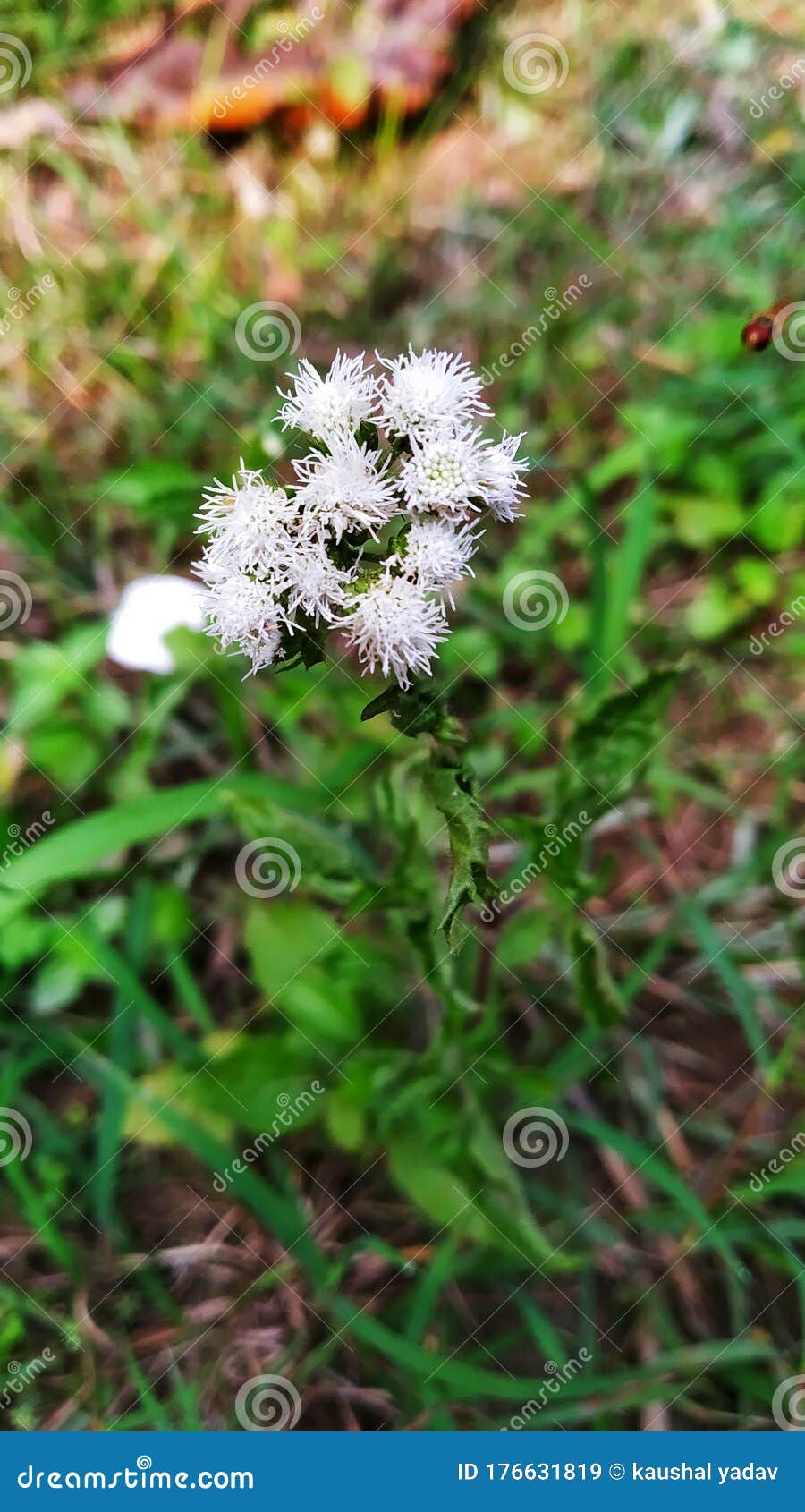 White flower plant stock image. Image of white, plant - 176631819