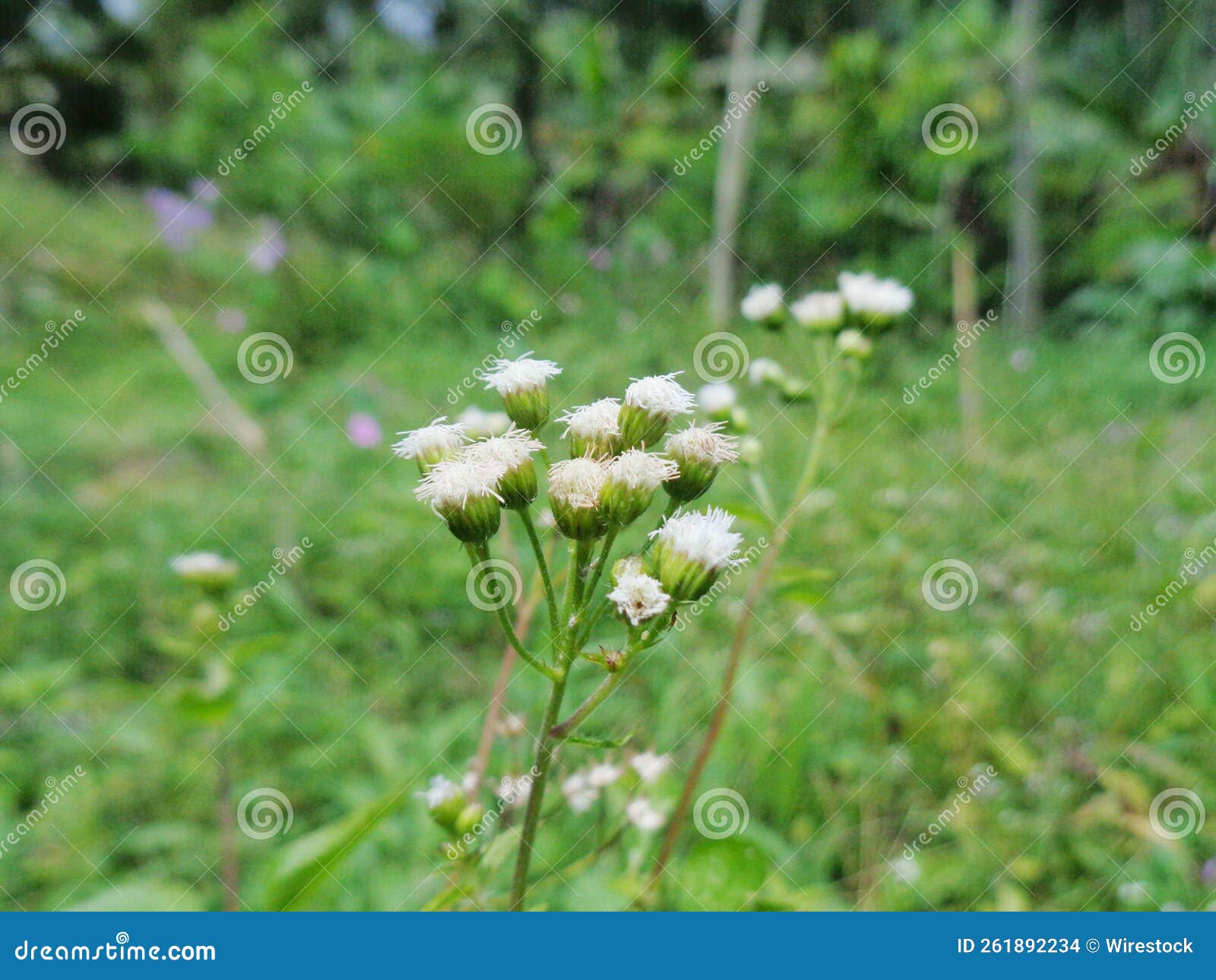 White Flower Plants in the Forest Stock Photo - Image of tree, forest ...