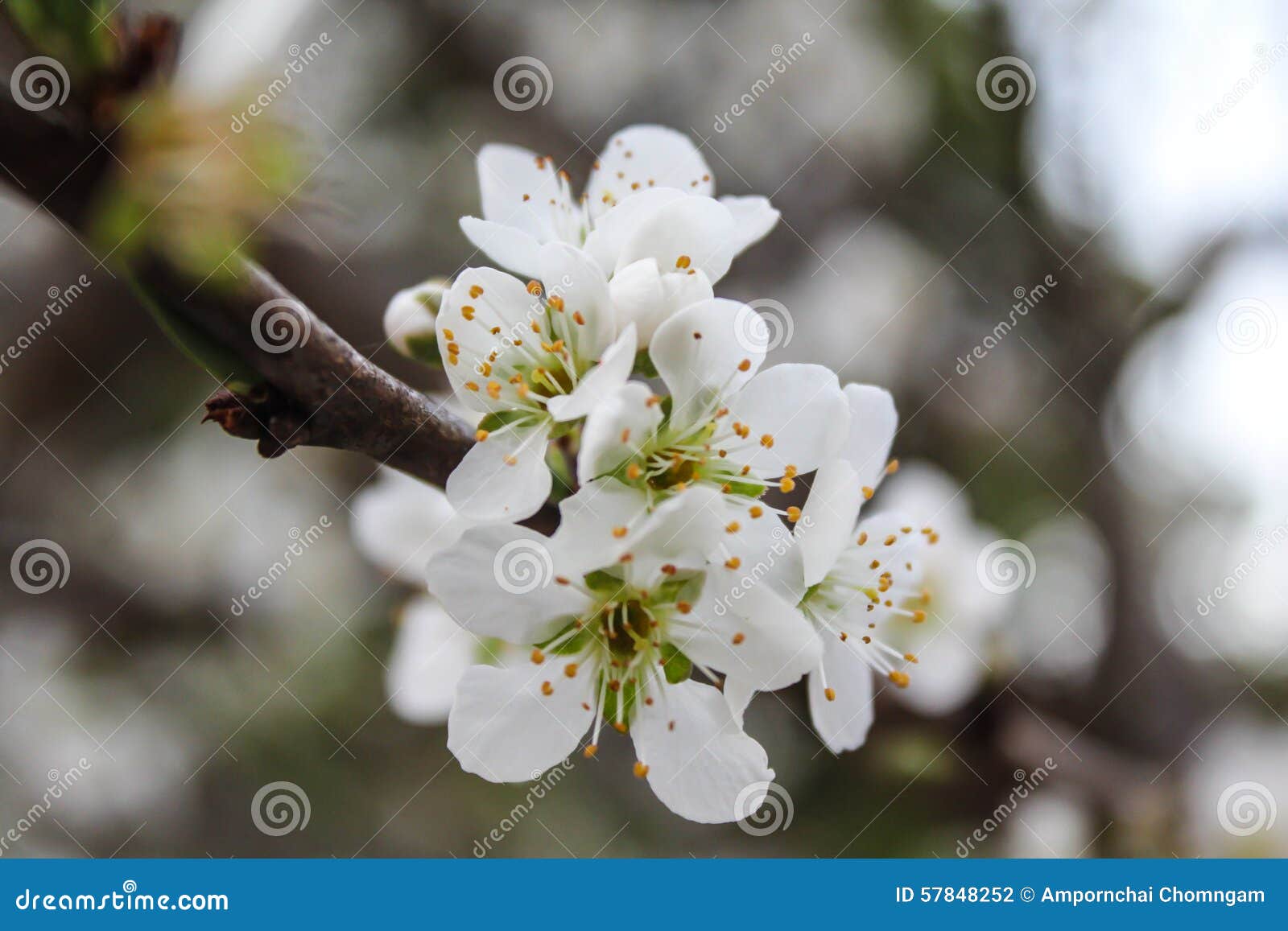 White flower of plum stock photo. Image of ecology, environment - 57848252
