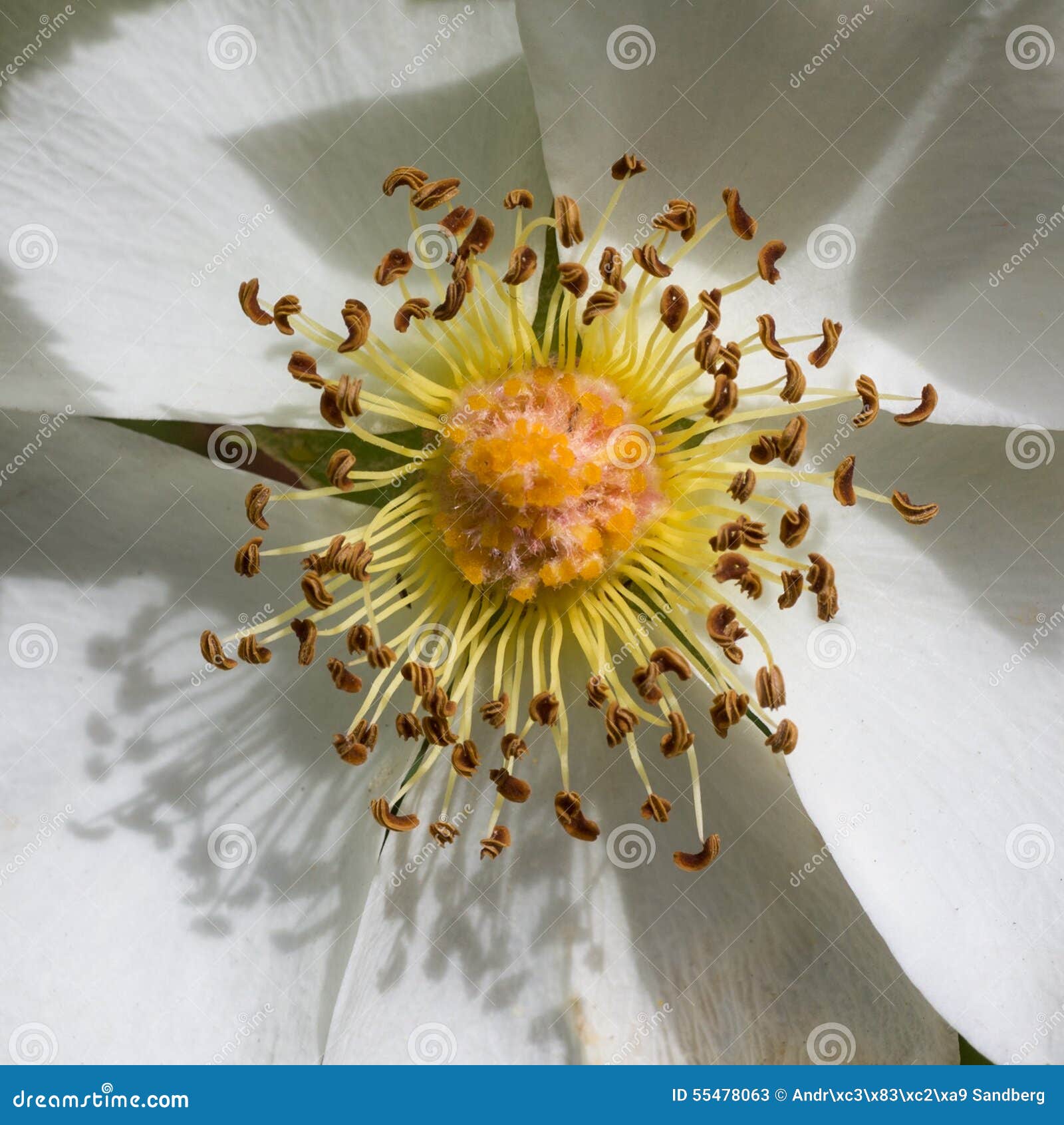 White Flower Pollen stock image. Image of petal, stamens - 55478063