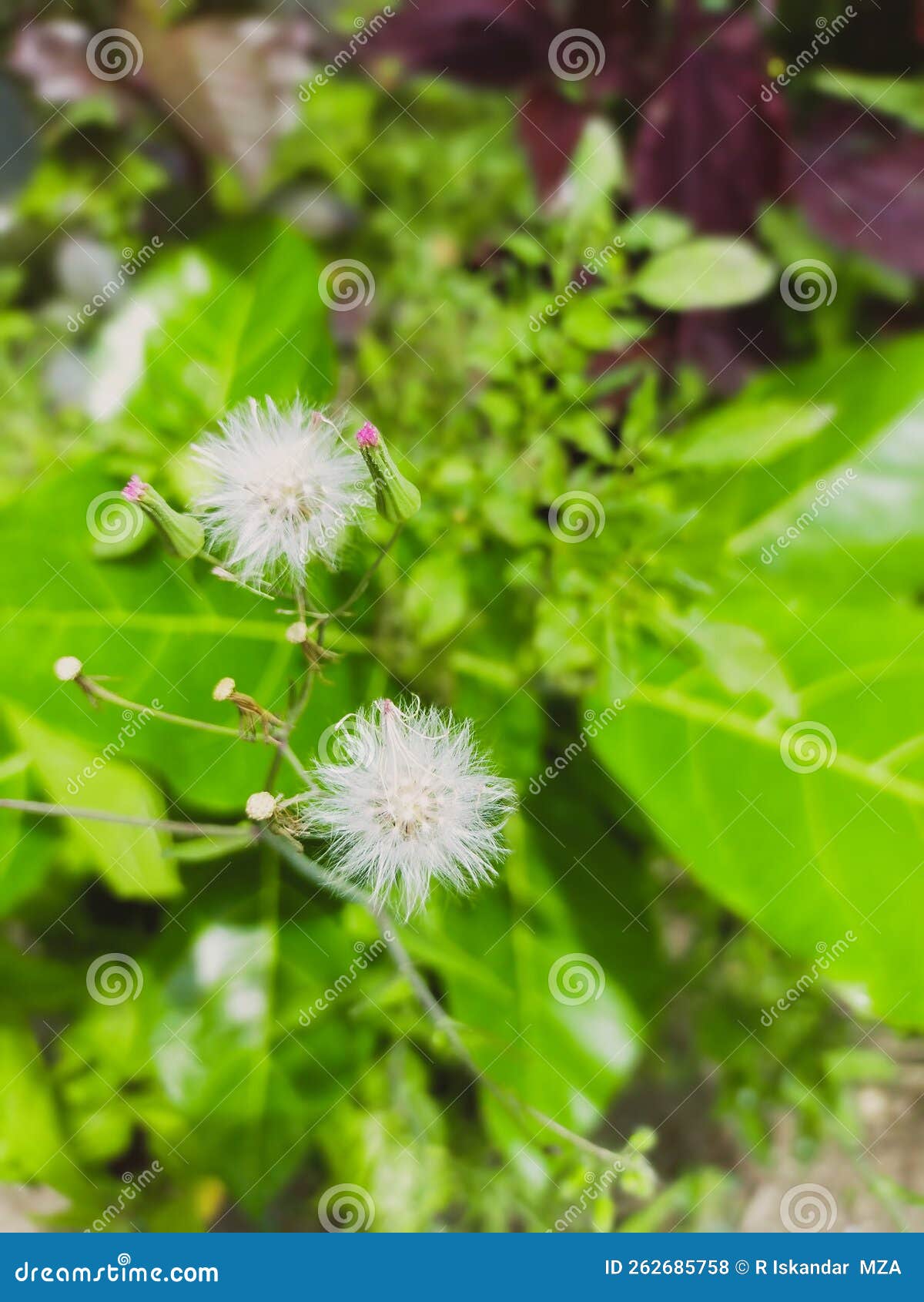 White Flower Portrait in Sunny Morning Stock Photo - Image of morning ...