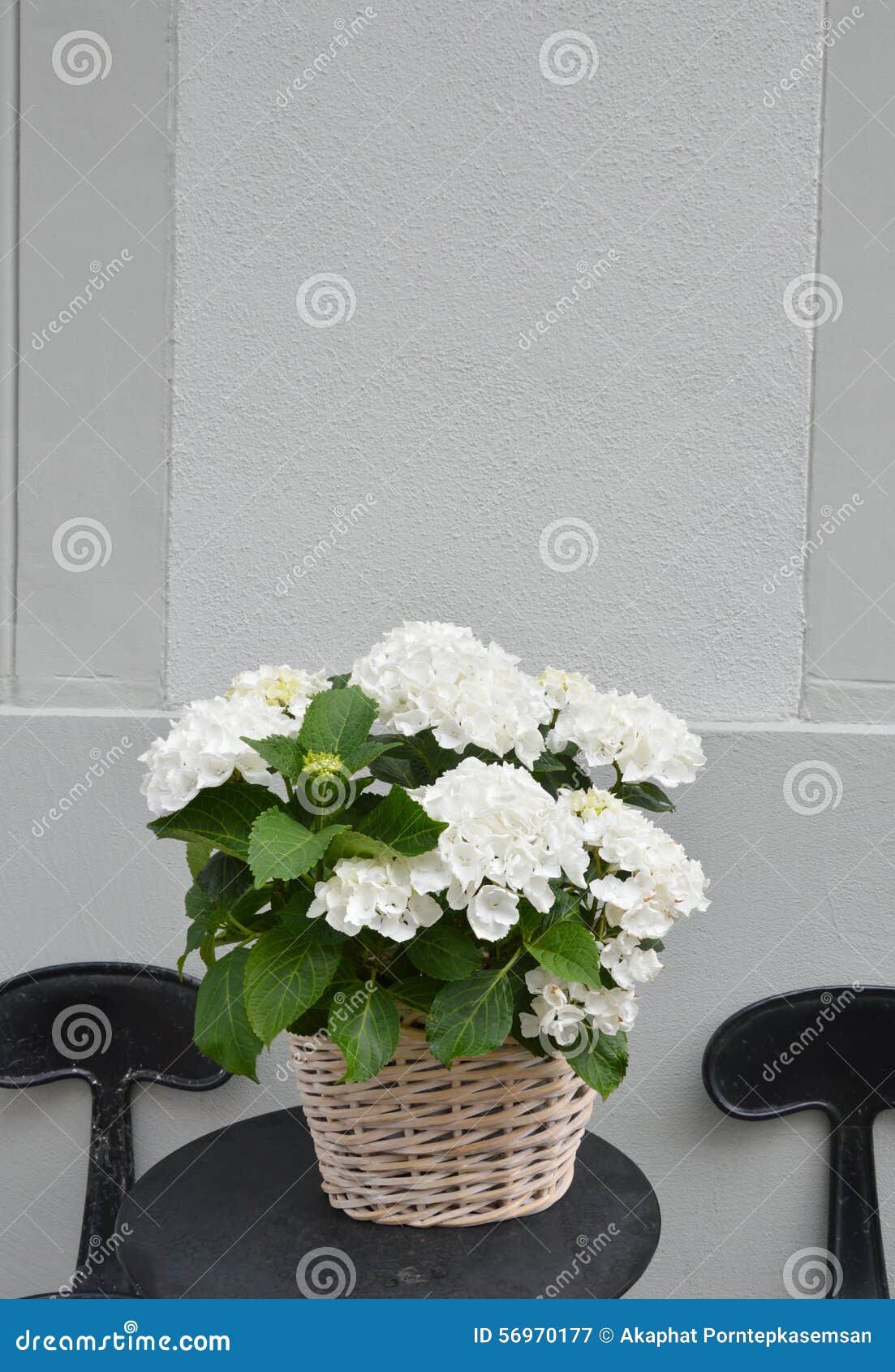 White Flower in Pot on the Table Stock Image - Image of table, chair ...