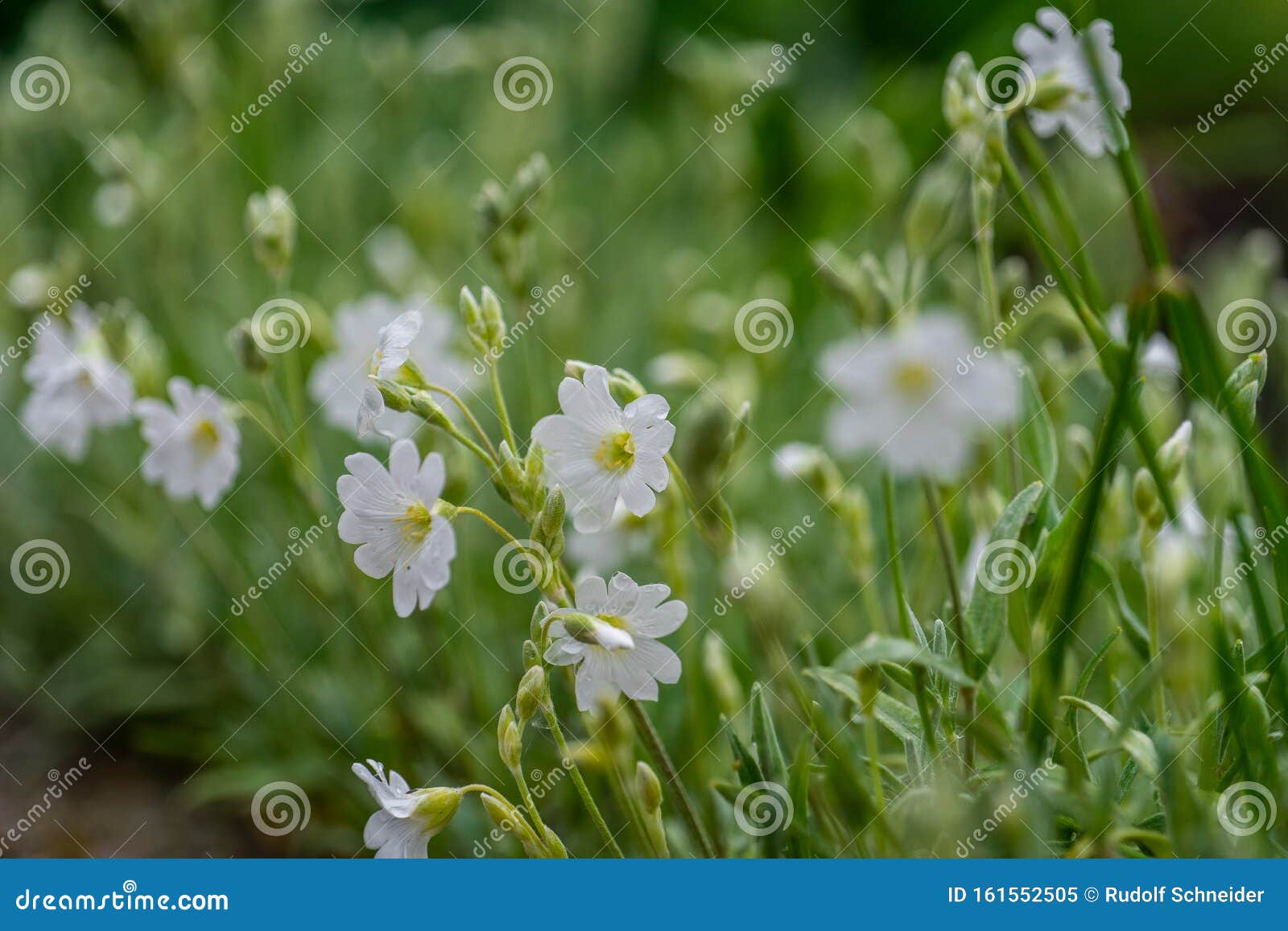 White flower Power stock image. Image of green, produce - 161552505