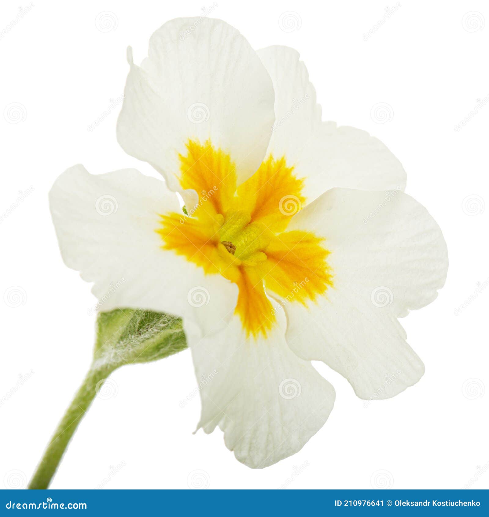 White Flower of Primrose, Isolated on White Background Stock Image ...