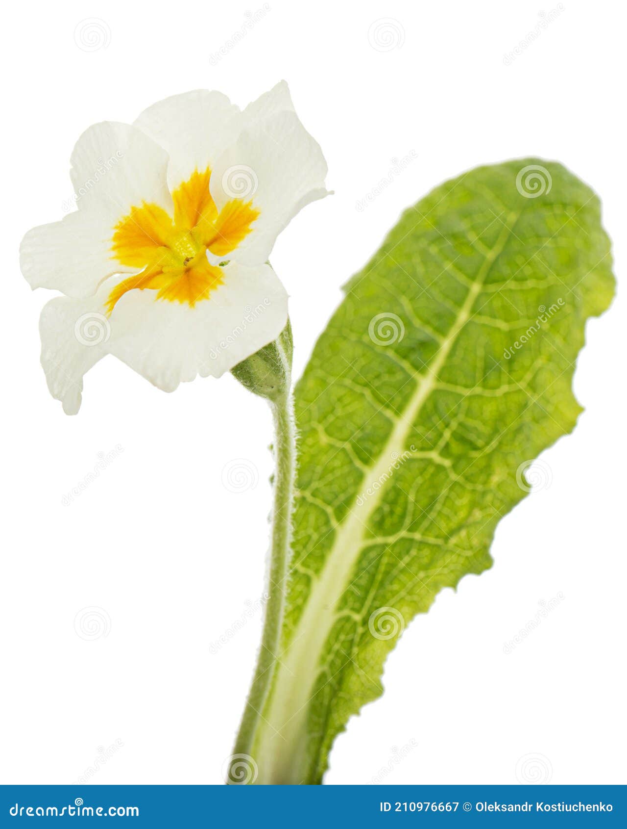 White Flower of Primrose, Isolated on White Background Stock Image ...