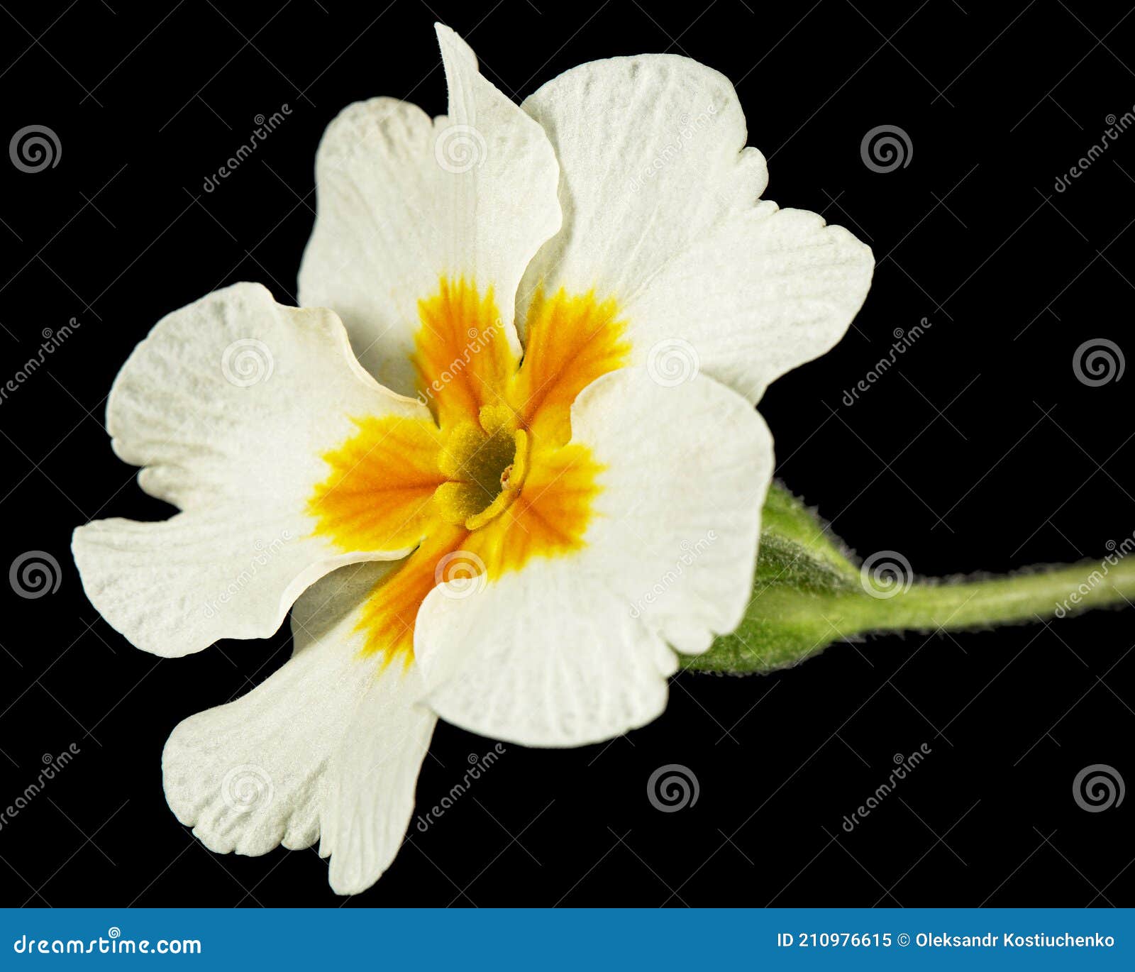 White Flower of Primrose, Isolated on Black Background Stock Image ...