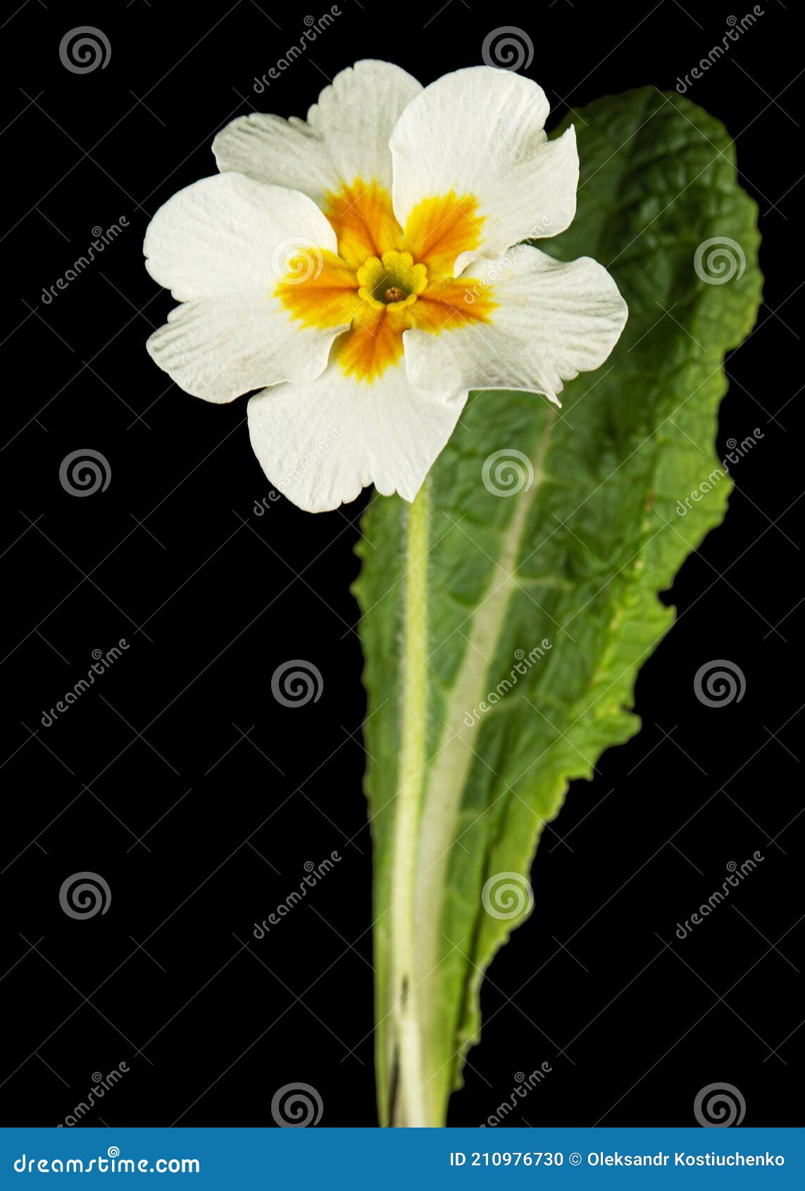 White Flower of Primrose, Isolated on Black Background Stock Photo ...