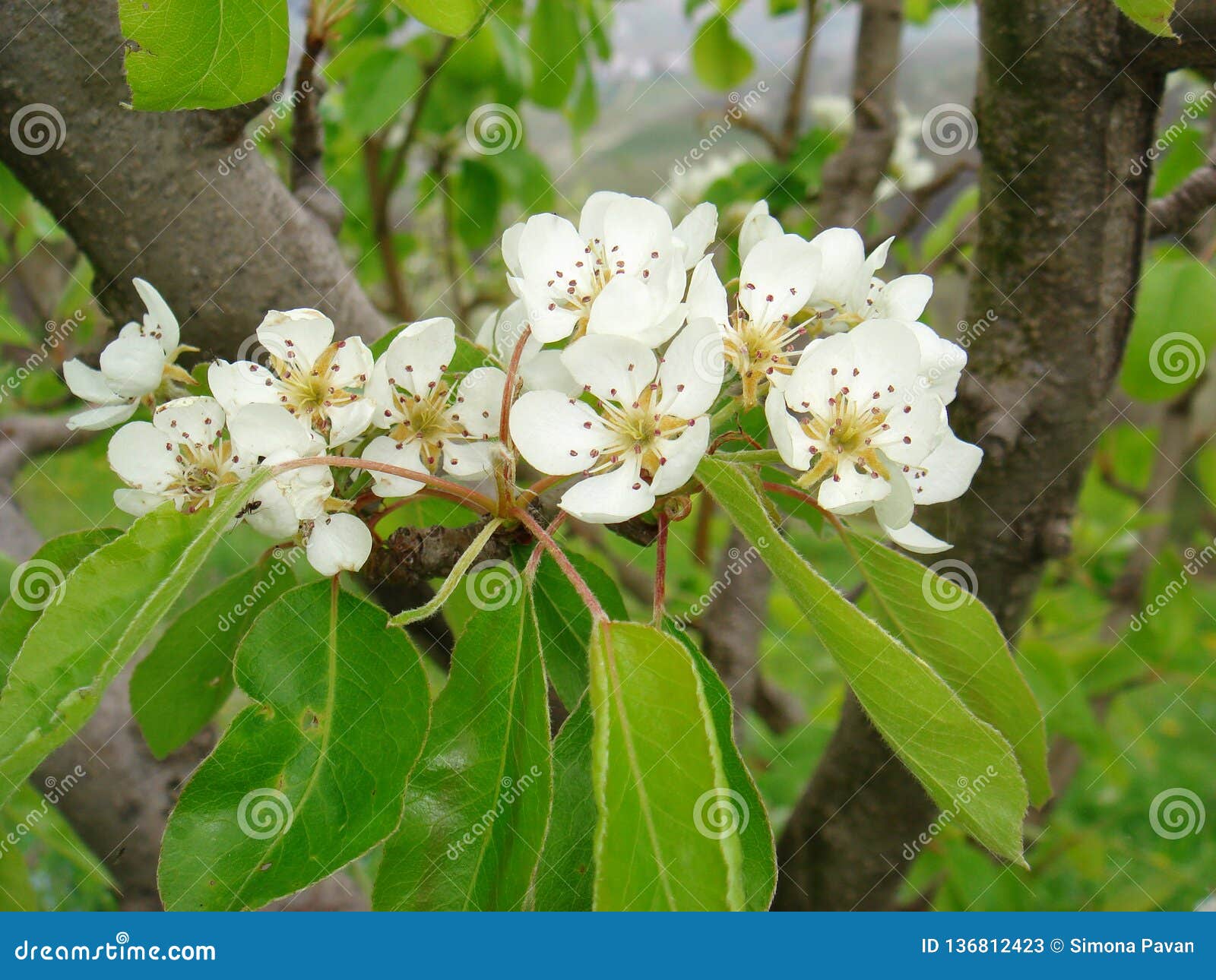 Pyrus Communis Branch with White Flower Stock Image - Image of botany ...
