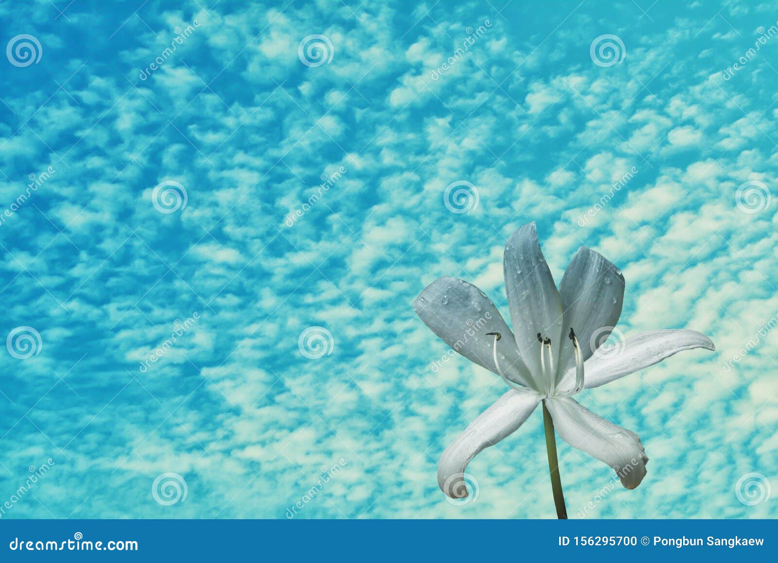 White Flower with Rain Drop and Blue Sky Stock Photo - Image of garden ...
