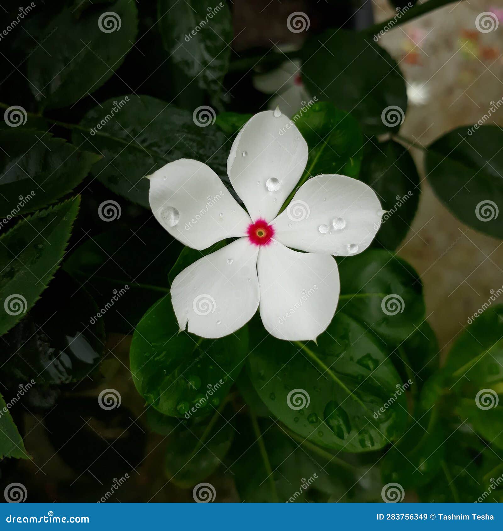 The White Flower, Rainy Season Stock Image - Image of wildflower, tree ...