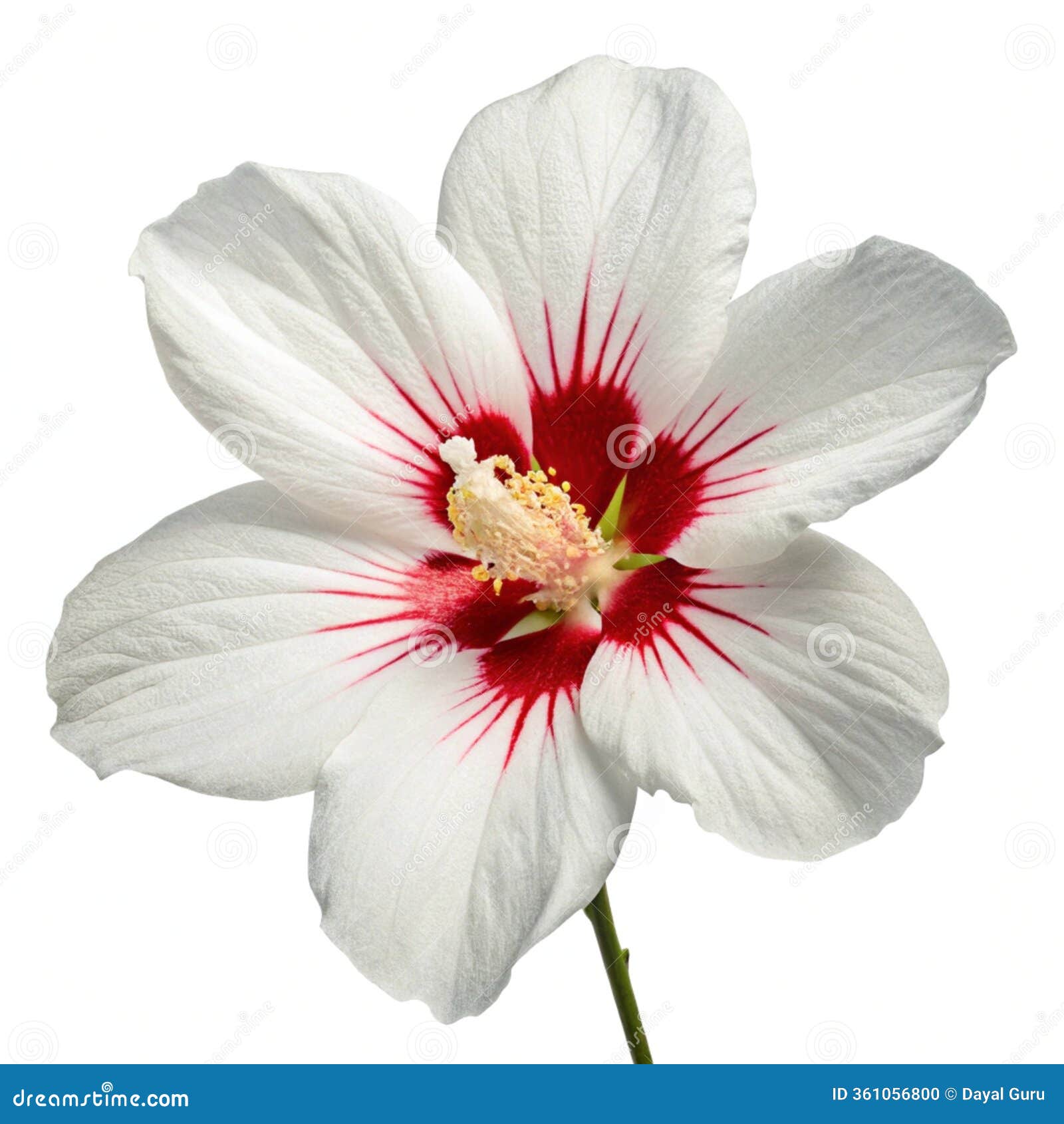 A White Flower with a Red Center Isolated on Transparent Background ...