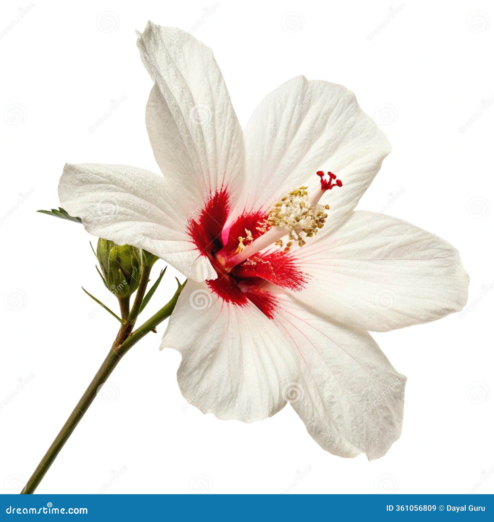 A White Flower with a Red Center Isolated on Transparent Background ...