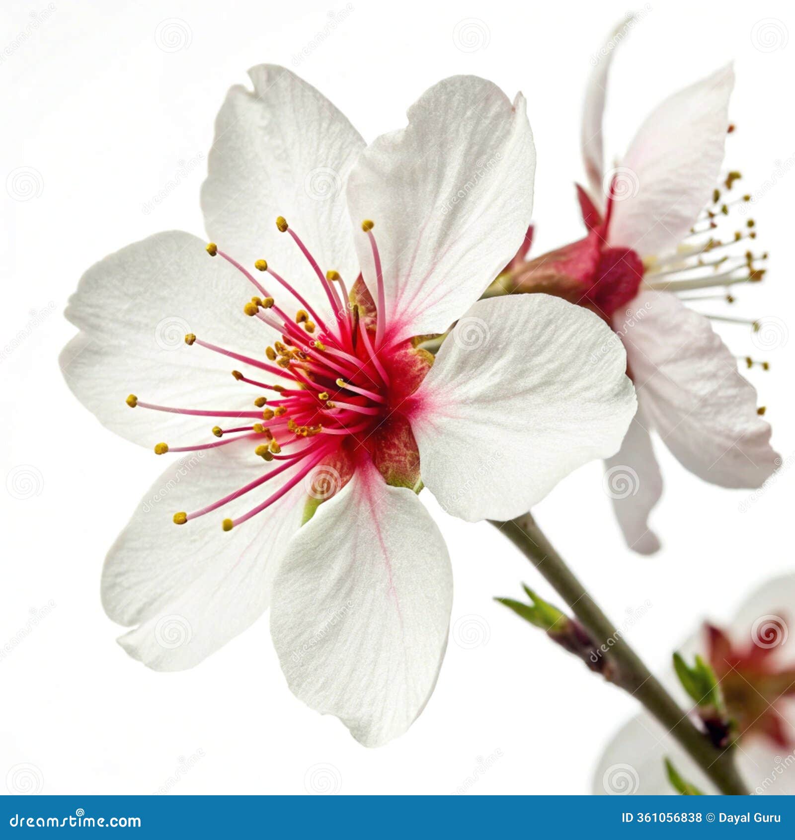 A White Flower with a Red Center Isolated on Transparent Background ...