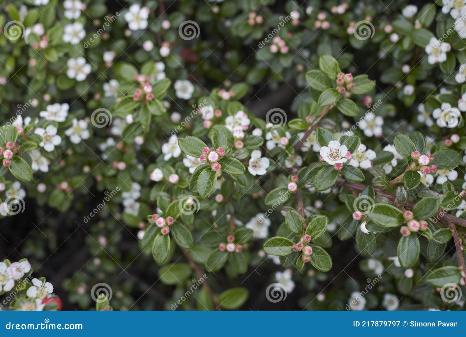 Cotoneaster Microphyllus, Low Growing Evergreen Shrub For Landscapes ...