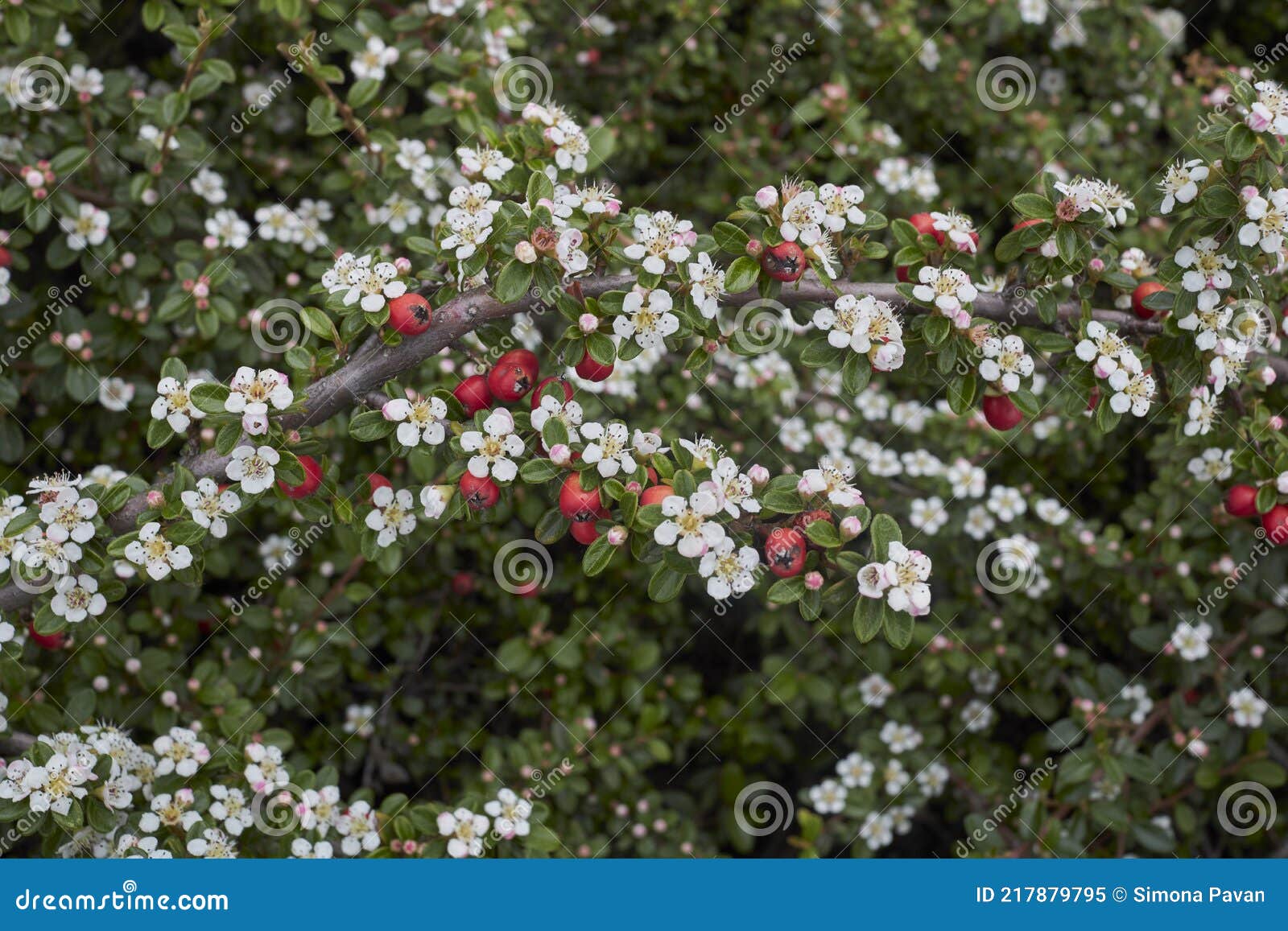 Cotoneaster Microphyllus, Low Growing Evergreen Shrub For Landscapes ...