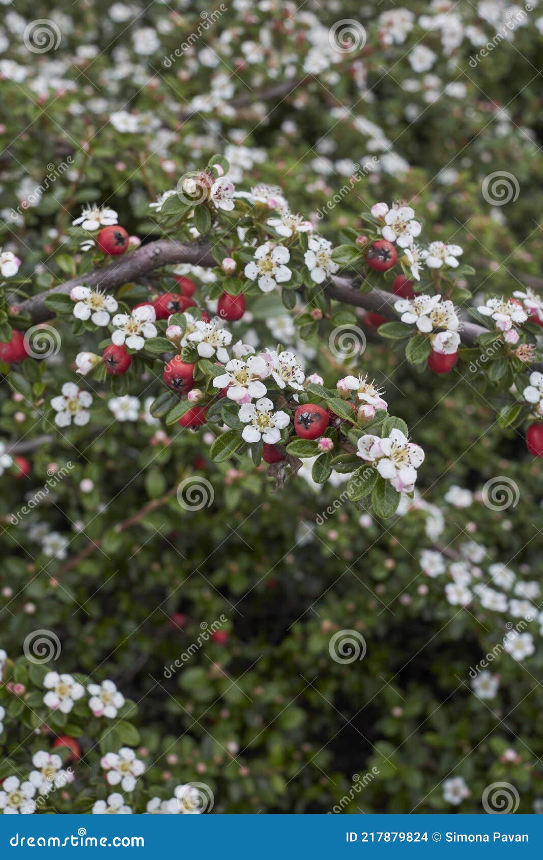 Cotoneaster Microphyllus, Low Growing Evergreen Shrub For Landscapes ...