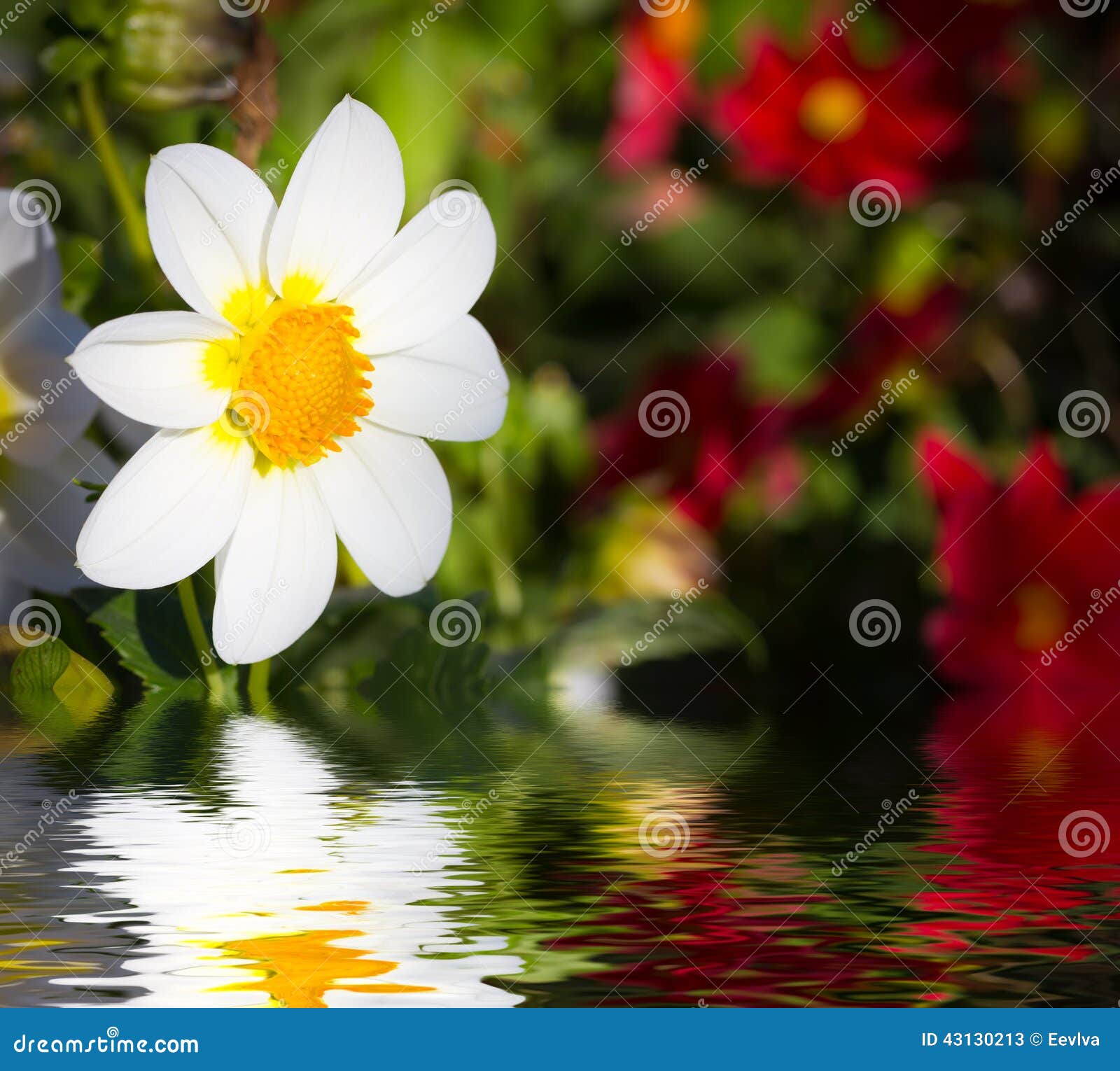 White Flower Reflected in Water Surface. Stock Image - Image of flower ...