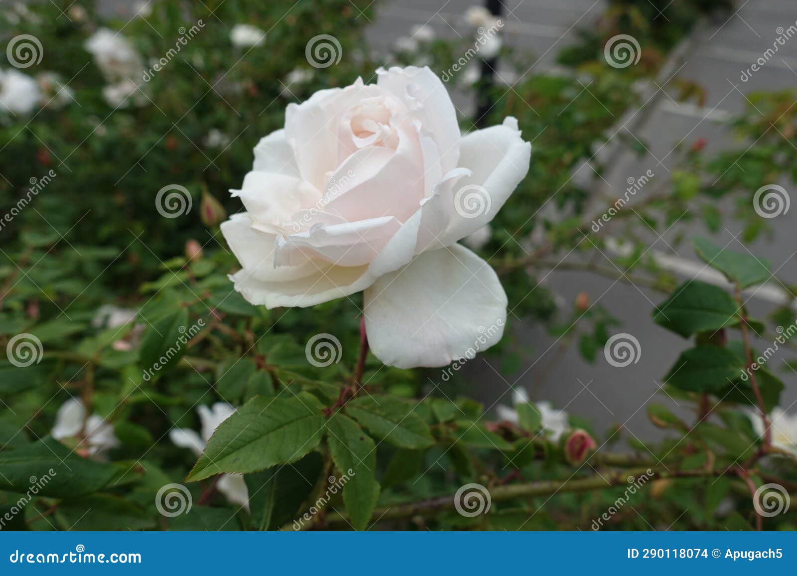 White Flower of Rose in May Stock Photo - Image of bloom, flower: 290118074