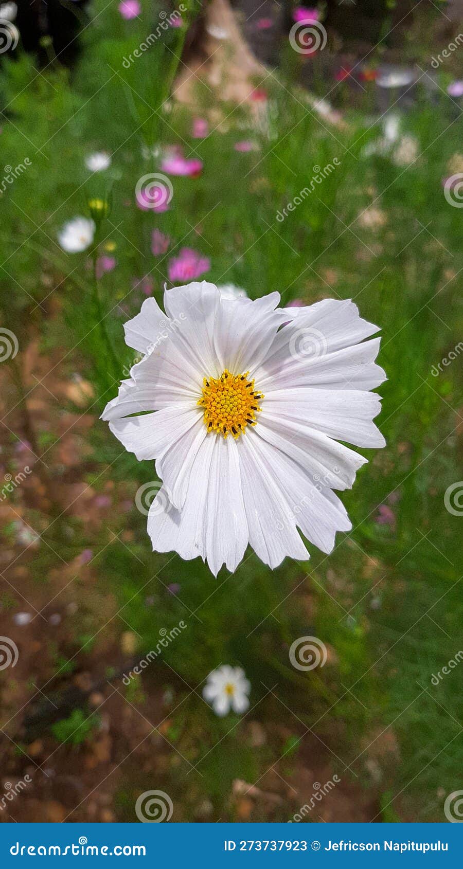 White Flower on Side of River Stock Image - Image of blossom, daisy ...