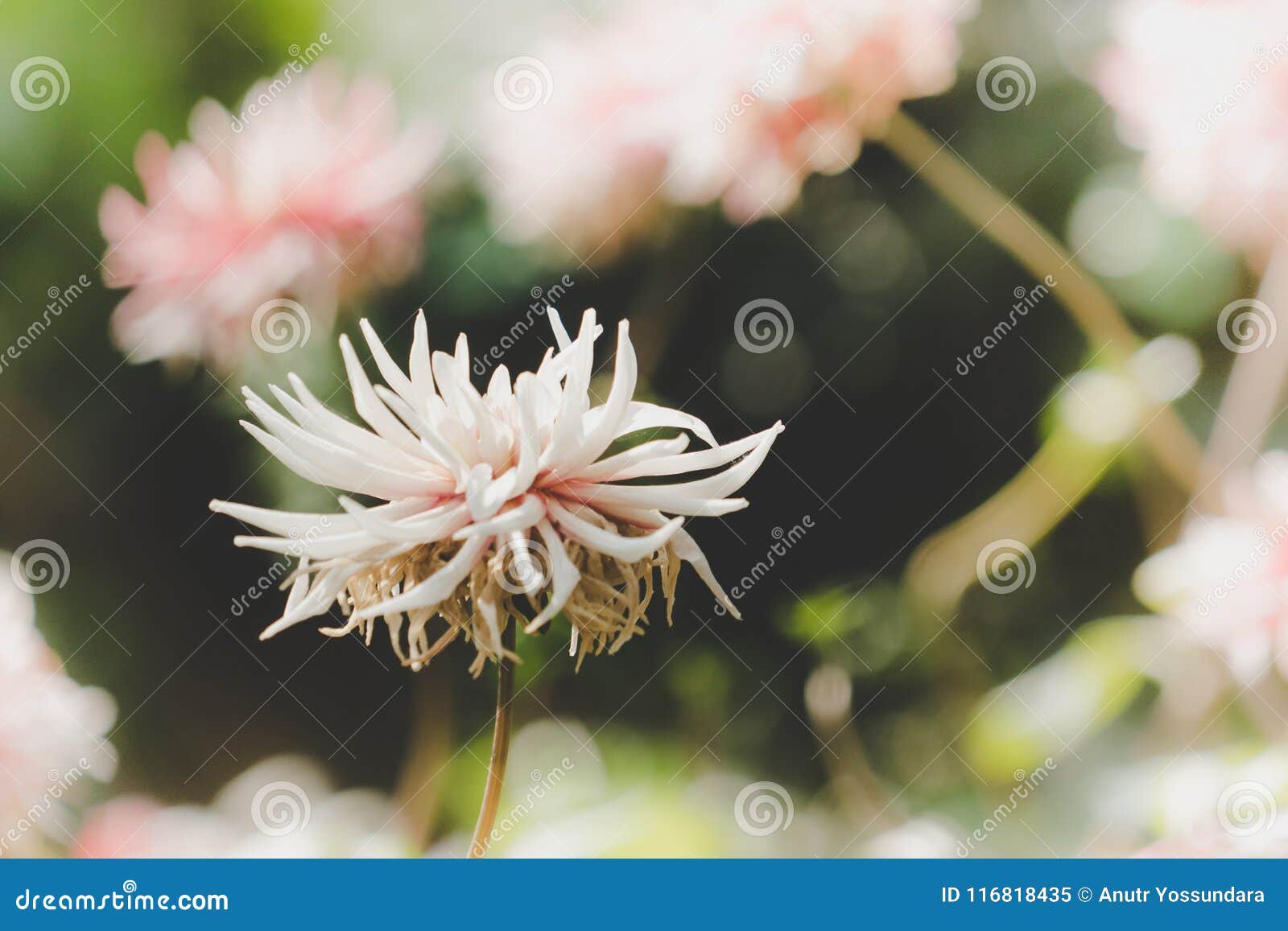 White Flower Side View in Green Garden Stock Image - Image of spring ...