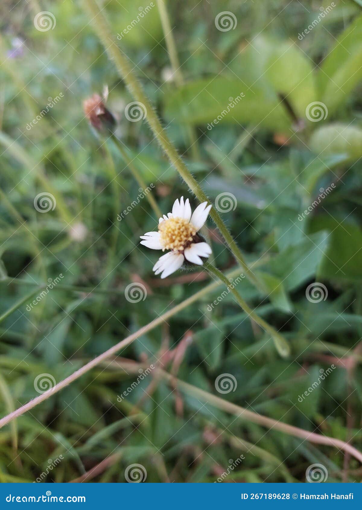 White flower on sideways stock photo. Image of plant - 267189628