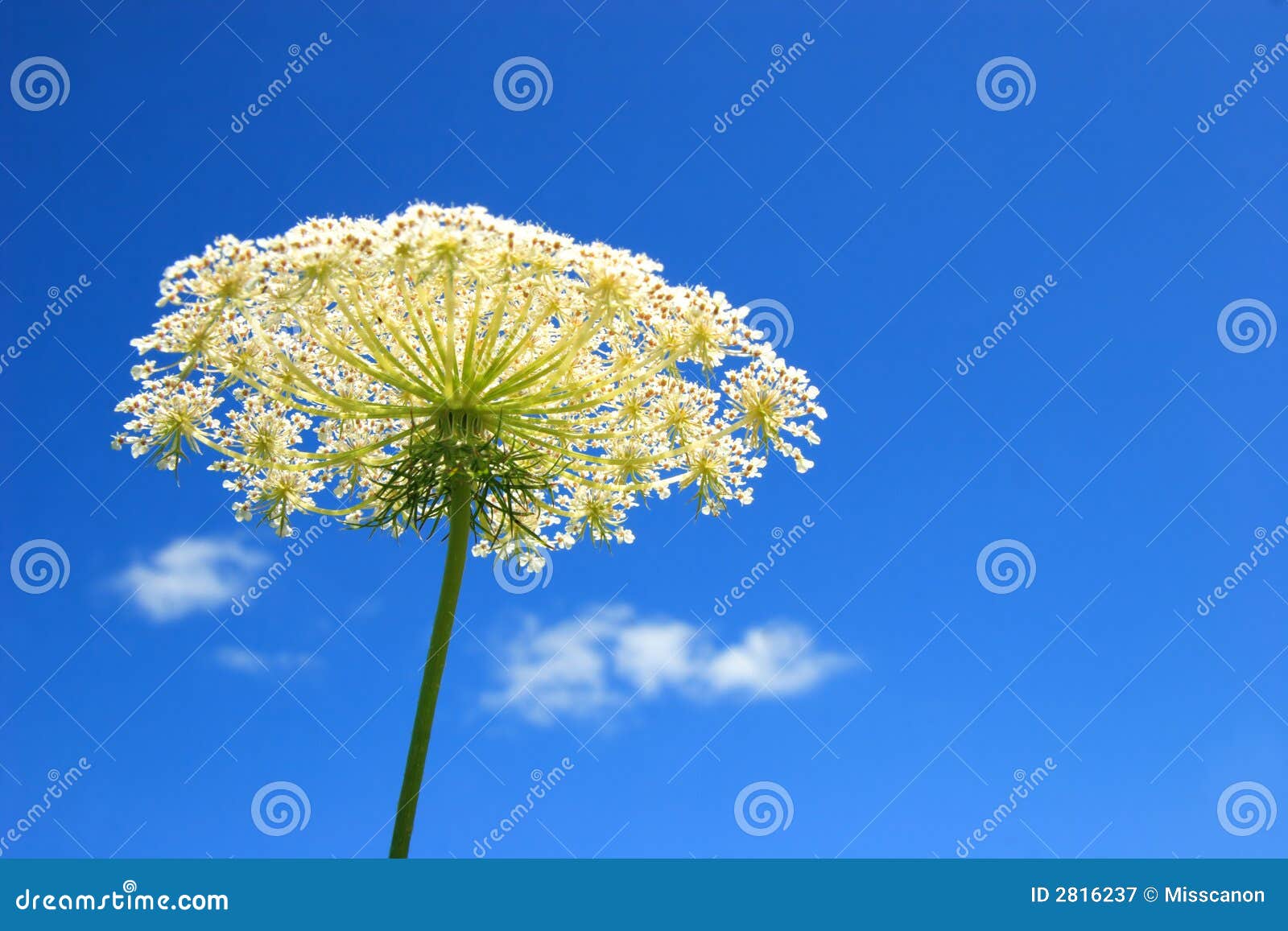 White Flower, Sky and Clouds Stock Image - Image of meadow, flourish ...
