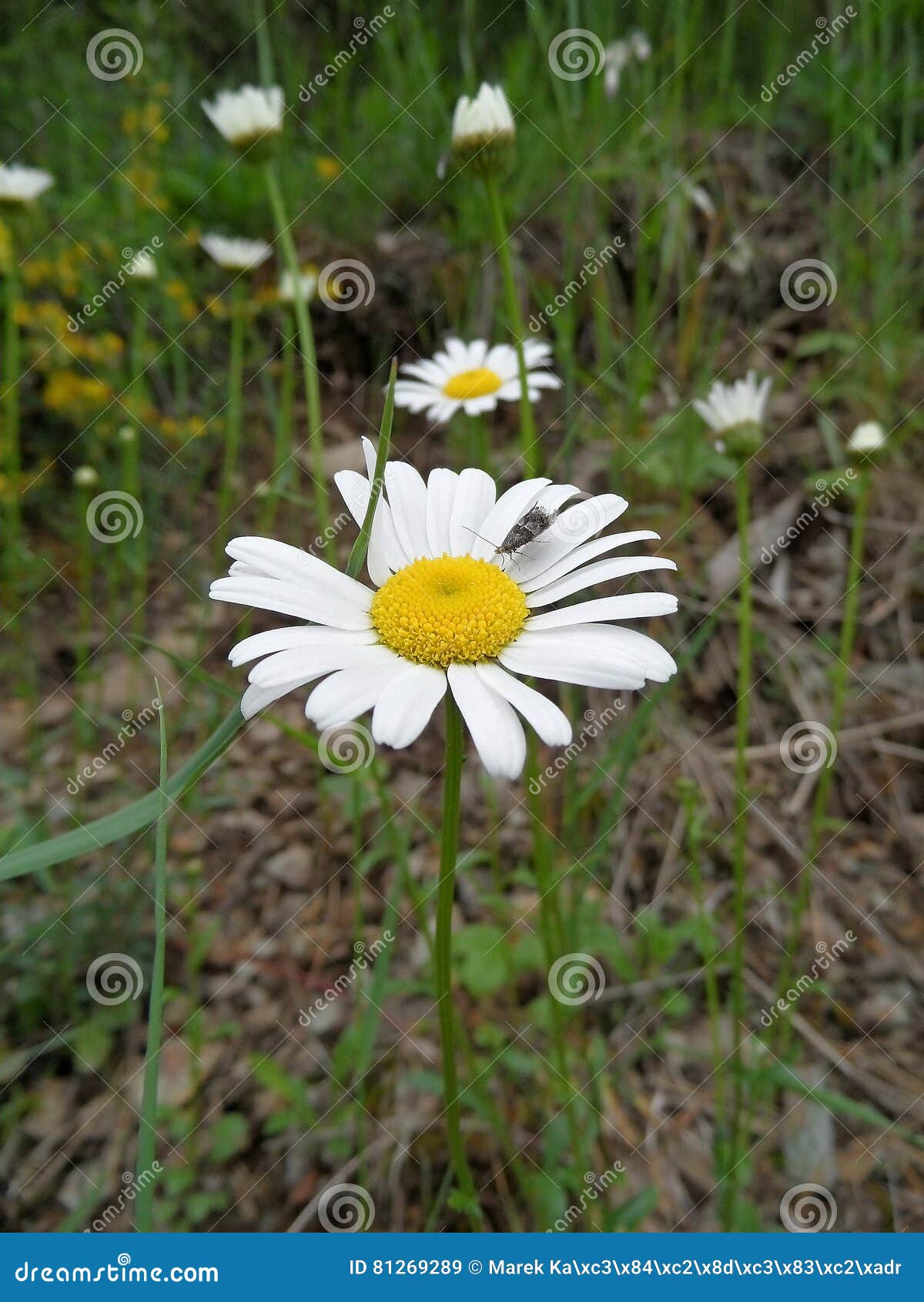 White flower stock image. Image of slovakia, beautiful - 81269289