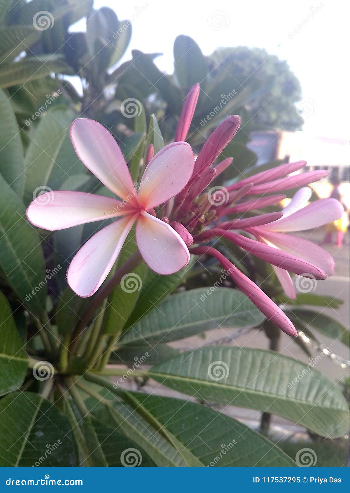 Indian flower stock image. Image of good, smells, flower - 117537295