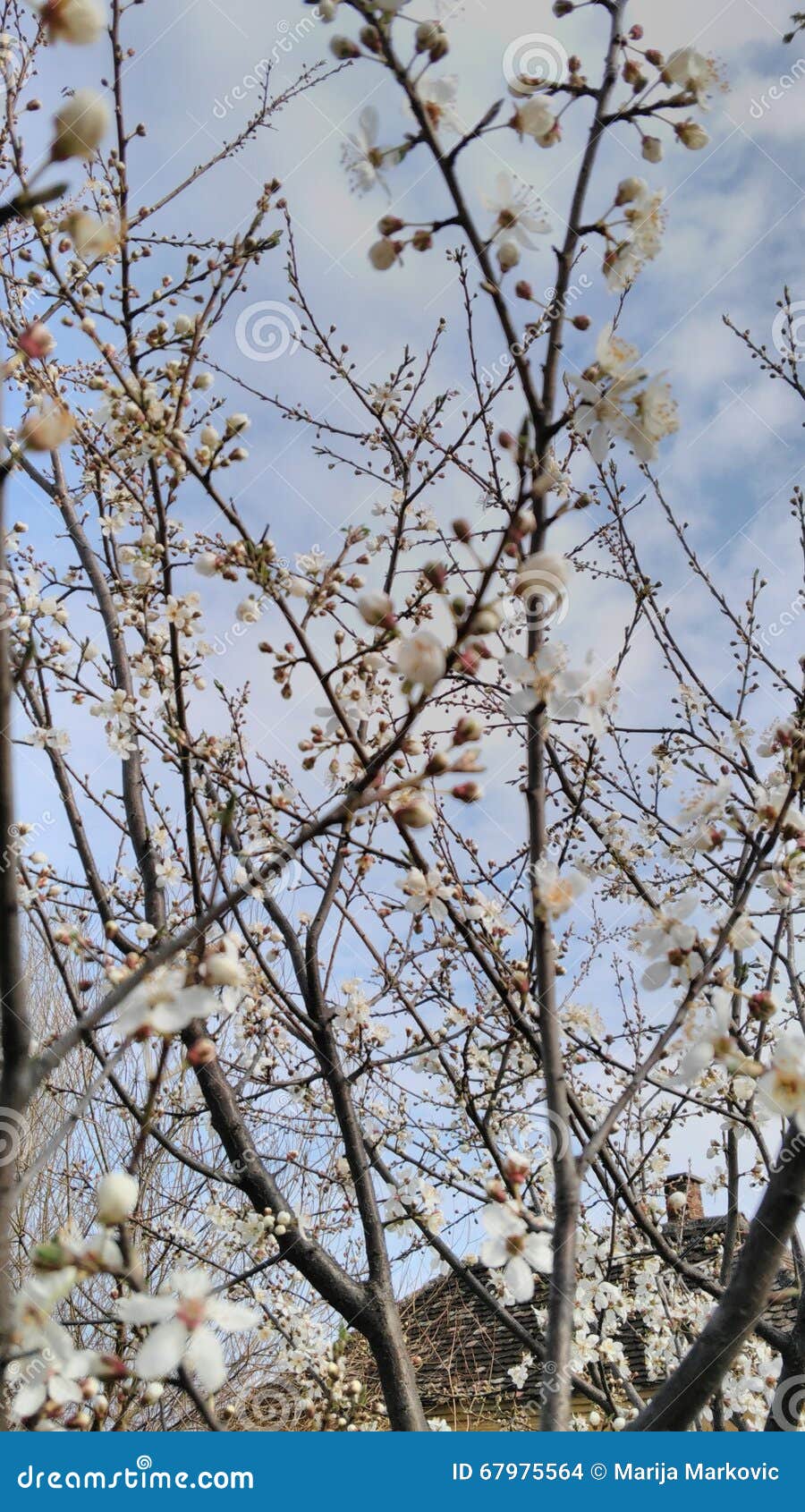 Wild plum tree stock photo. Image of tree, spring, plum - 67975564