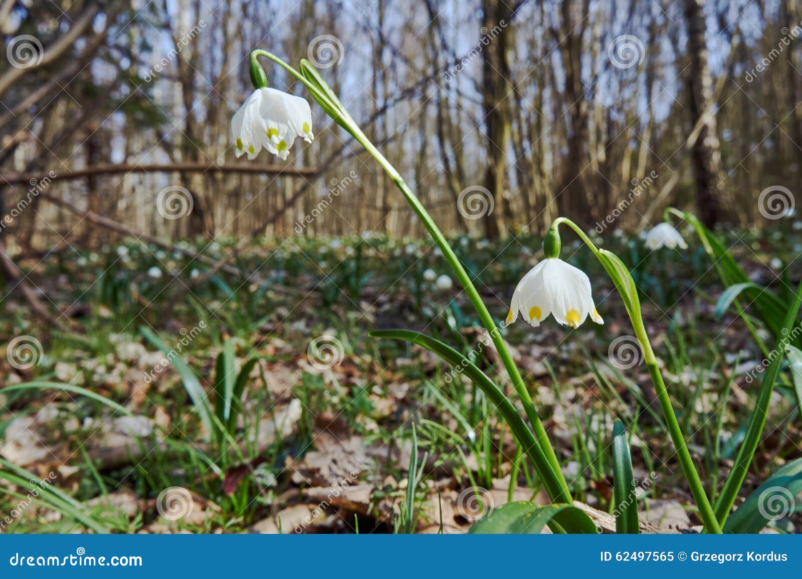 White Flower Spring Snowstorm in Forest Stock Image - Image of meadow ...