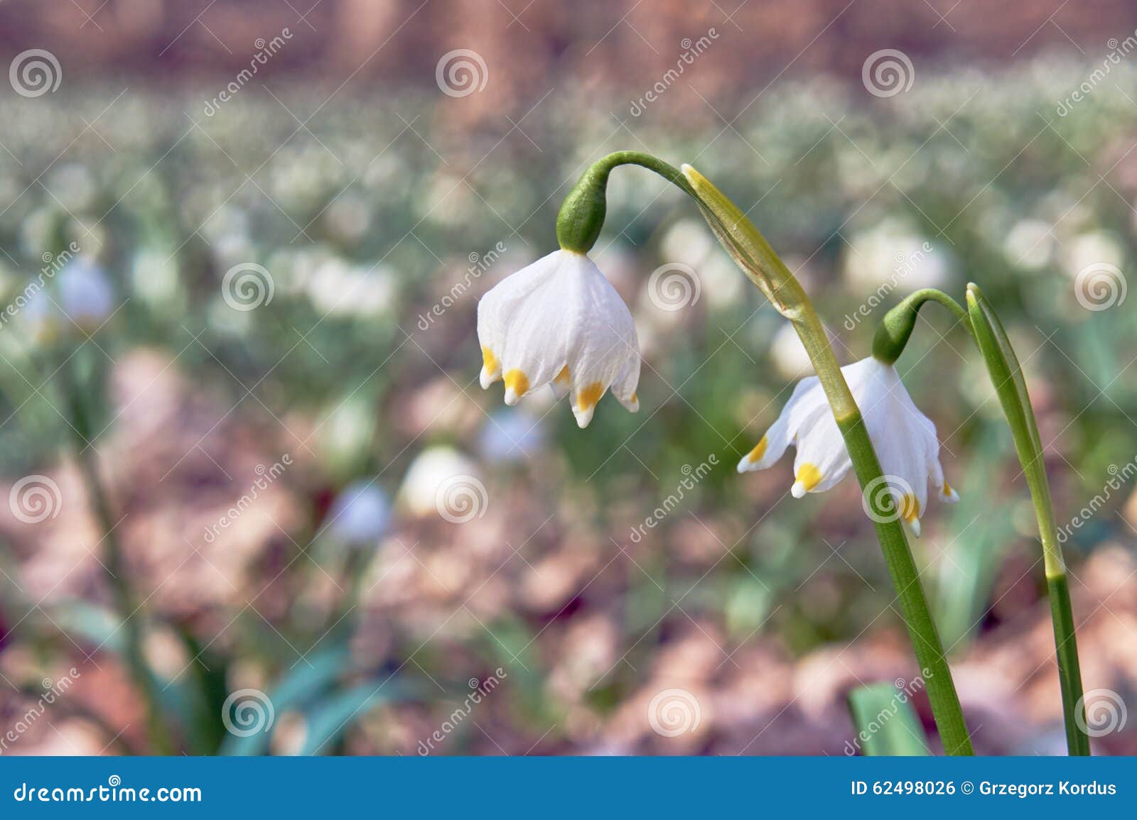 White Flower Spring Snowstorm in Forest Stock Photo - Image of plant ...