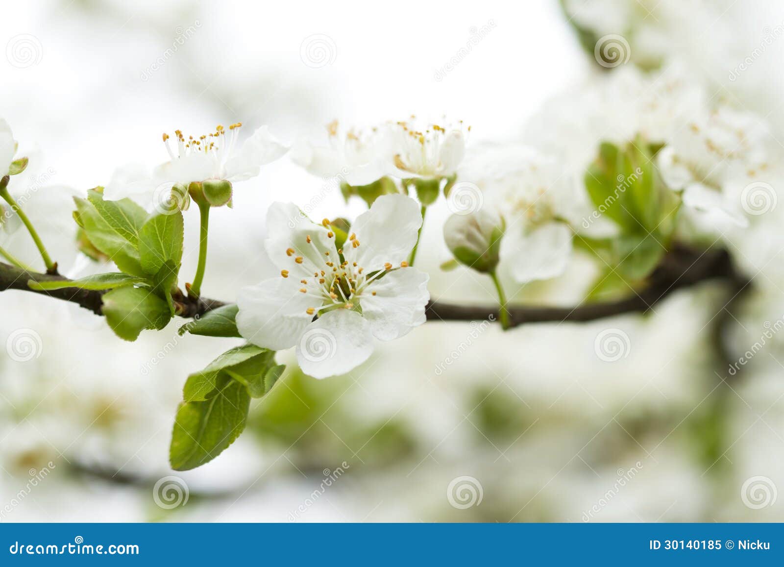 White Flower in Spring Time Stock Image - Image of closeup, plant: 30140185