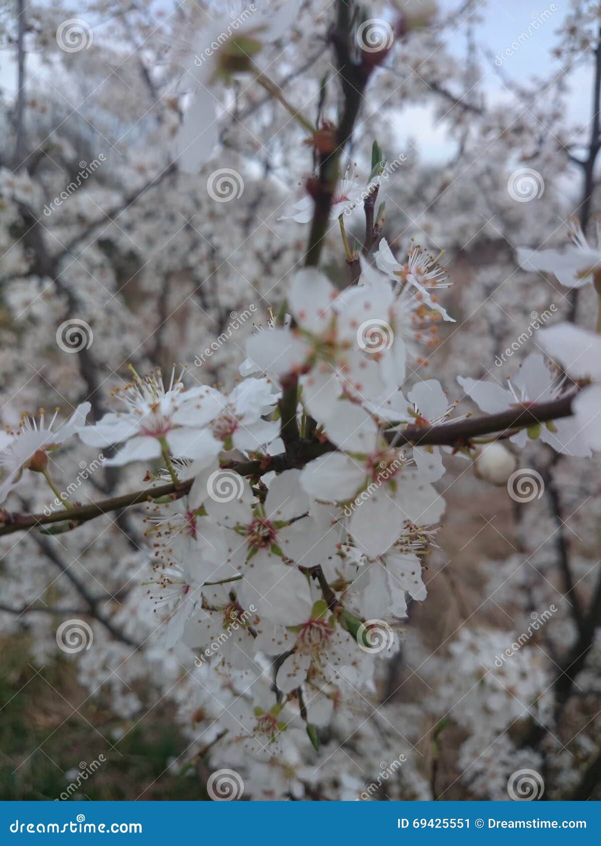 White flower stock image. Image of spring, outside, white - 69425551